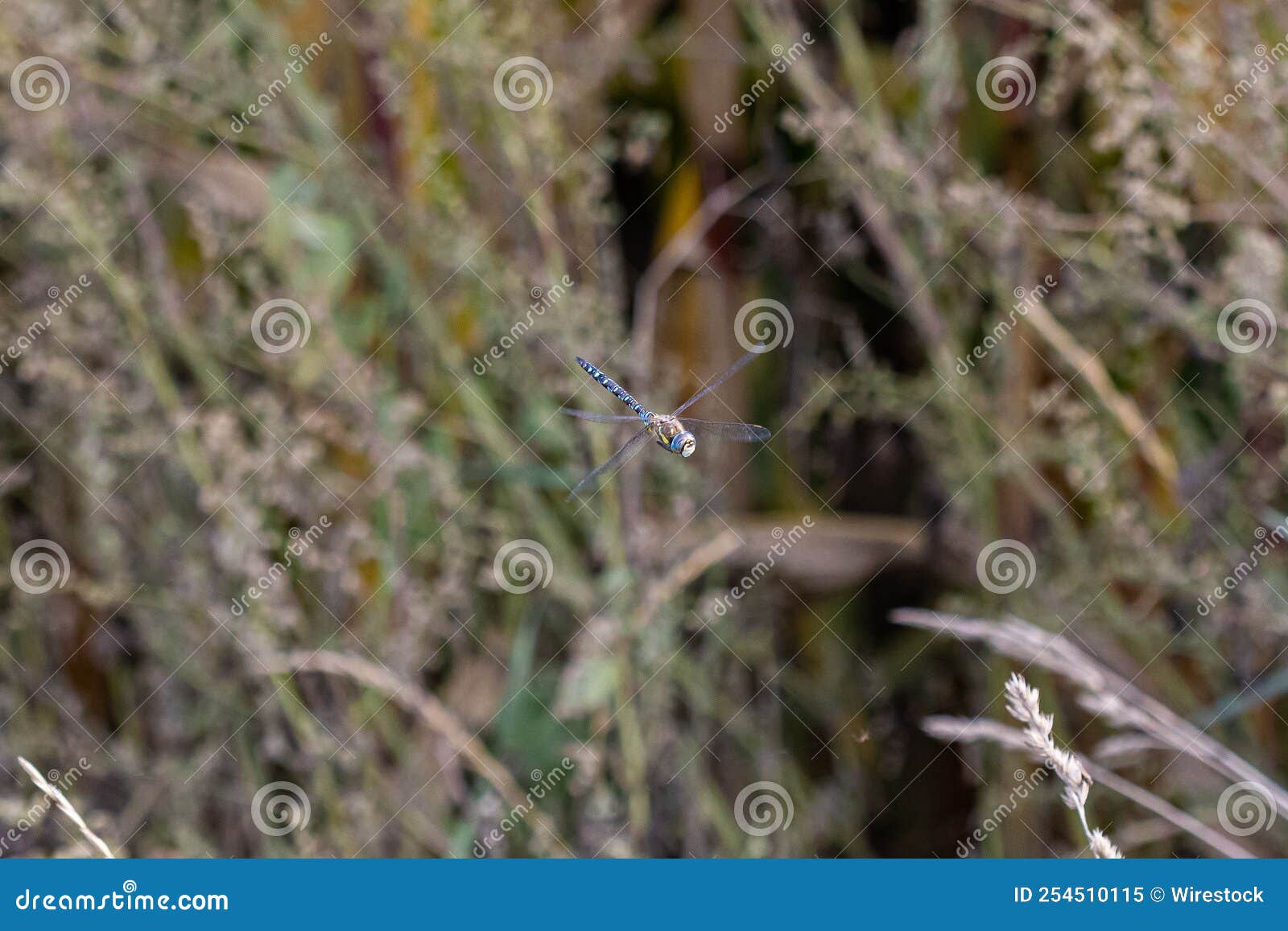 Blue-tailed Dragonfly Hovering in the Air Stock Image - Image of ...