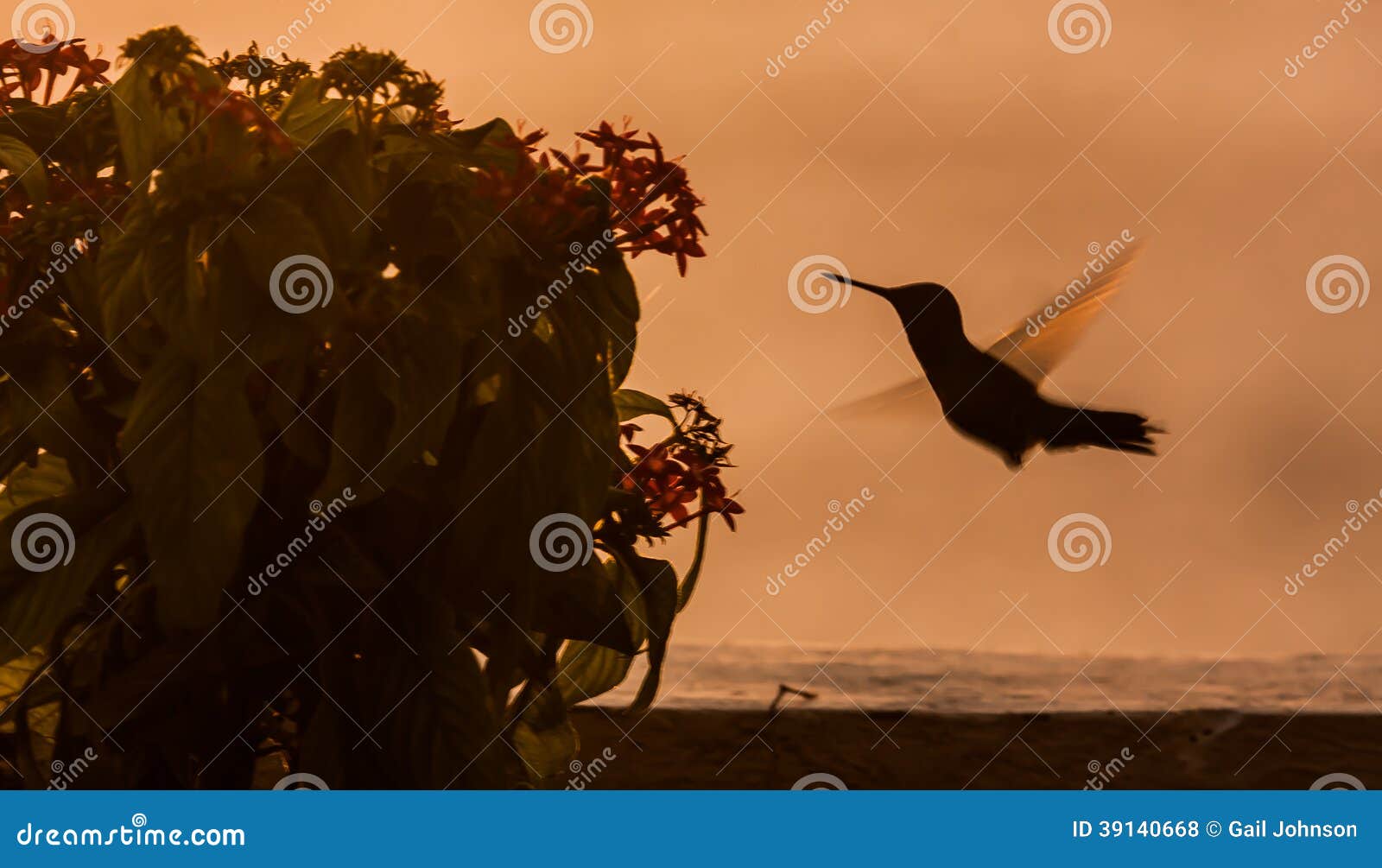 Blue Tailed Emerald Hummingbird Stock Photo - Image of tailes, island ...