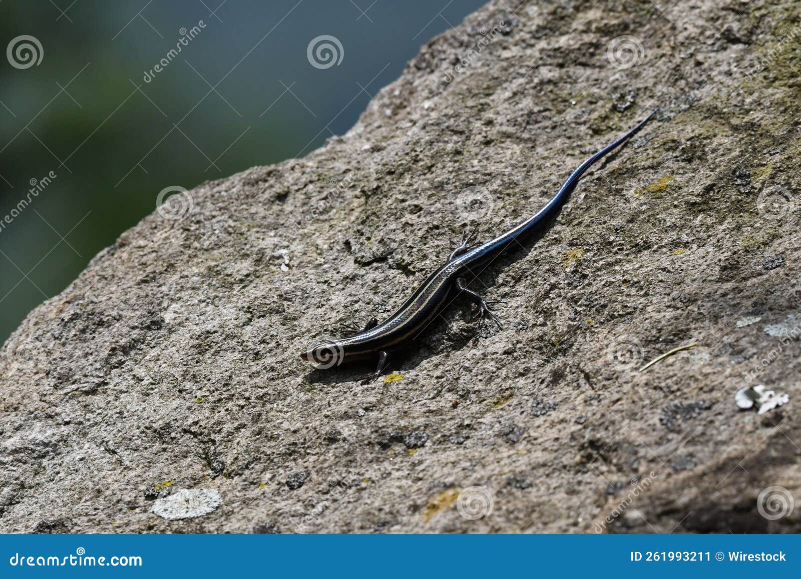 Blue-tailed Japanese Skink Lizard Sunning Itself on a Rock. Stock Image ...