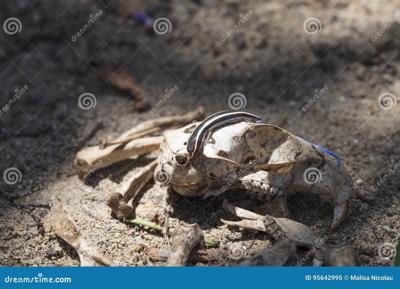 Blue-tailed Skink Crawling on a Rat Skull Stock Image - Image of desert ...