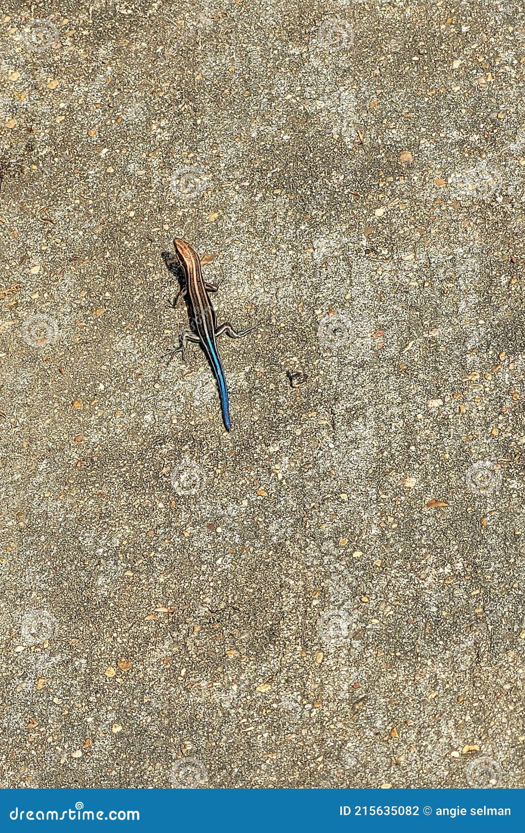 Blue tailed skink lizard stock photo. Image of skink - 215635082