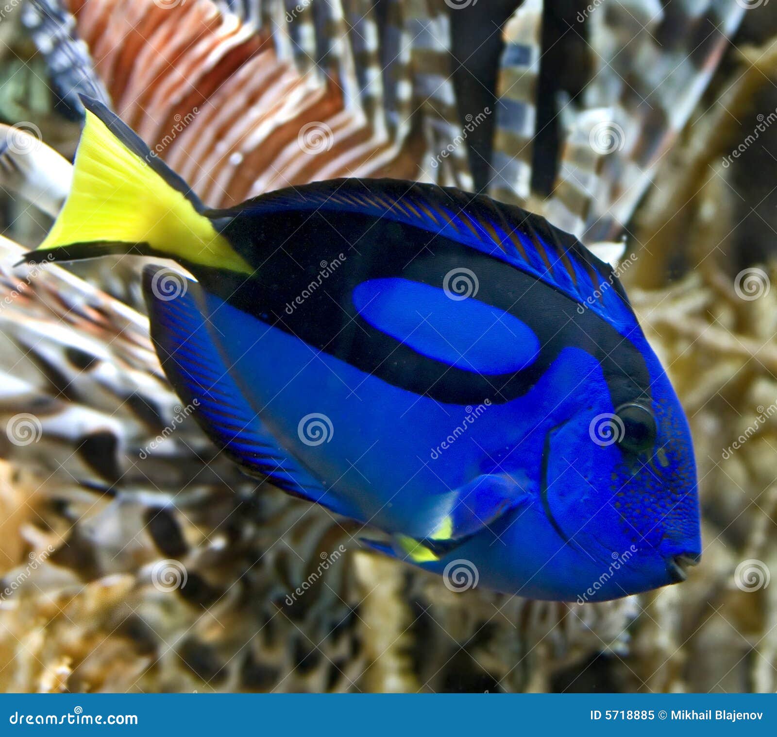 Blue Tang 1 stock image. Image of animal, salty, tang - 5718885