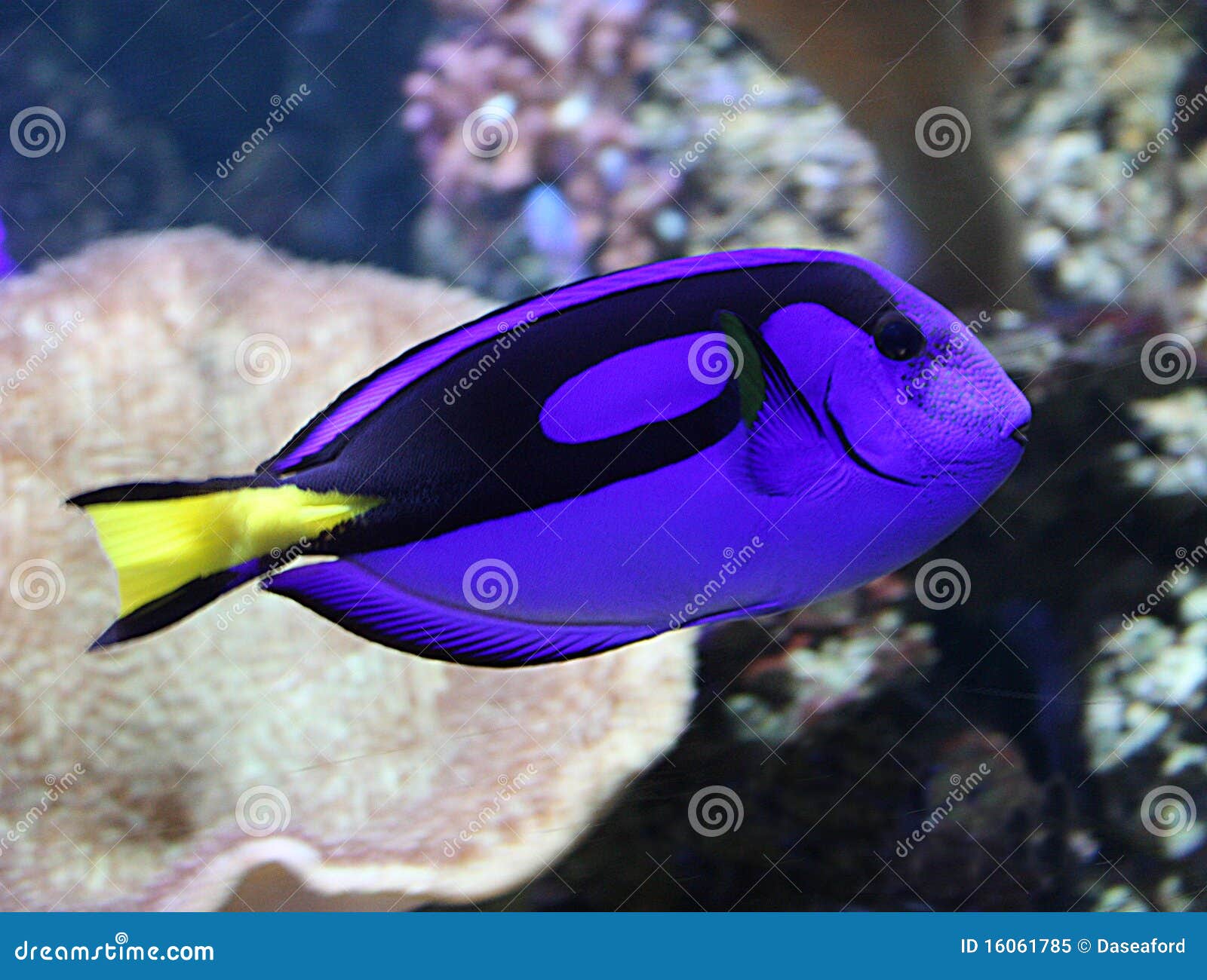 Blue Tang stock image. Image of swim, nature, animal - 16061785