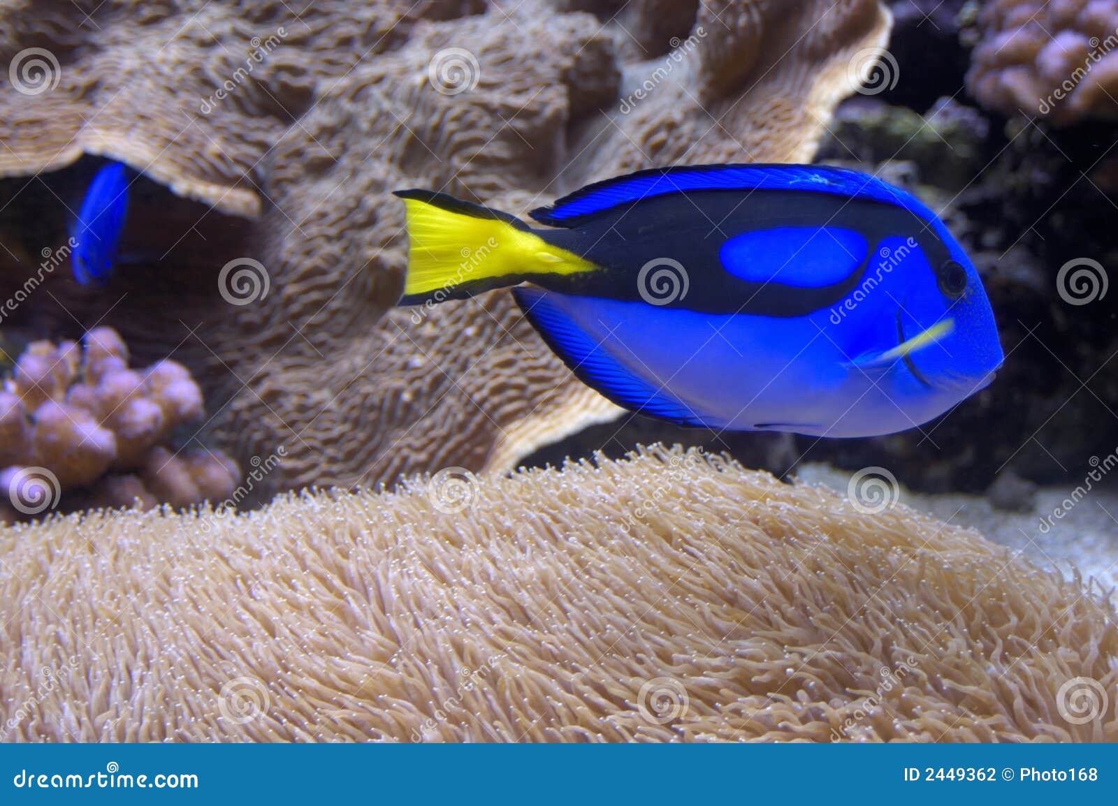 Blue tang stock photo. Image of coral, aquatic, fish, nature - 2449362