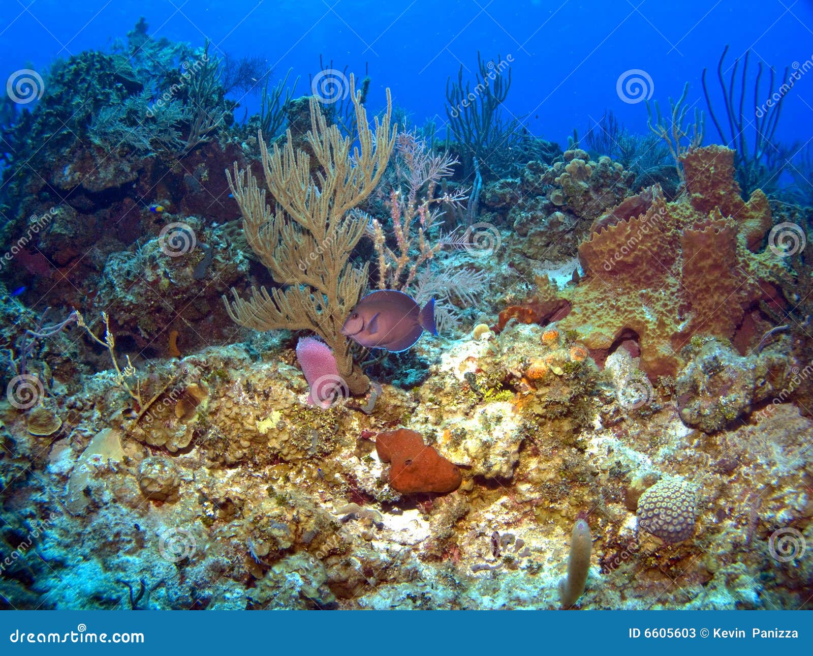 Blue Tang on a Caribbean Reef Stock Image - Image of water, tang: 6605603