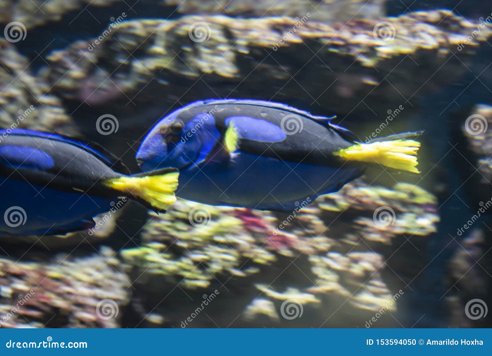 The Blue Tang fish stock photo. Image of dory, hepatus - 153594050