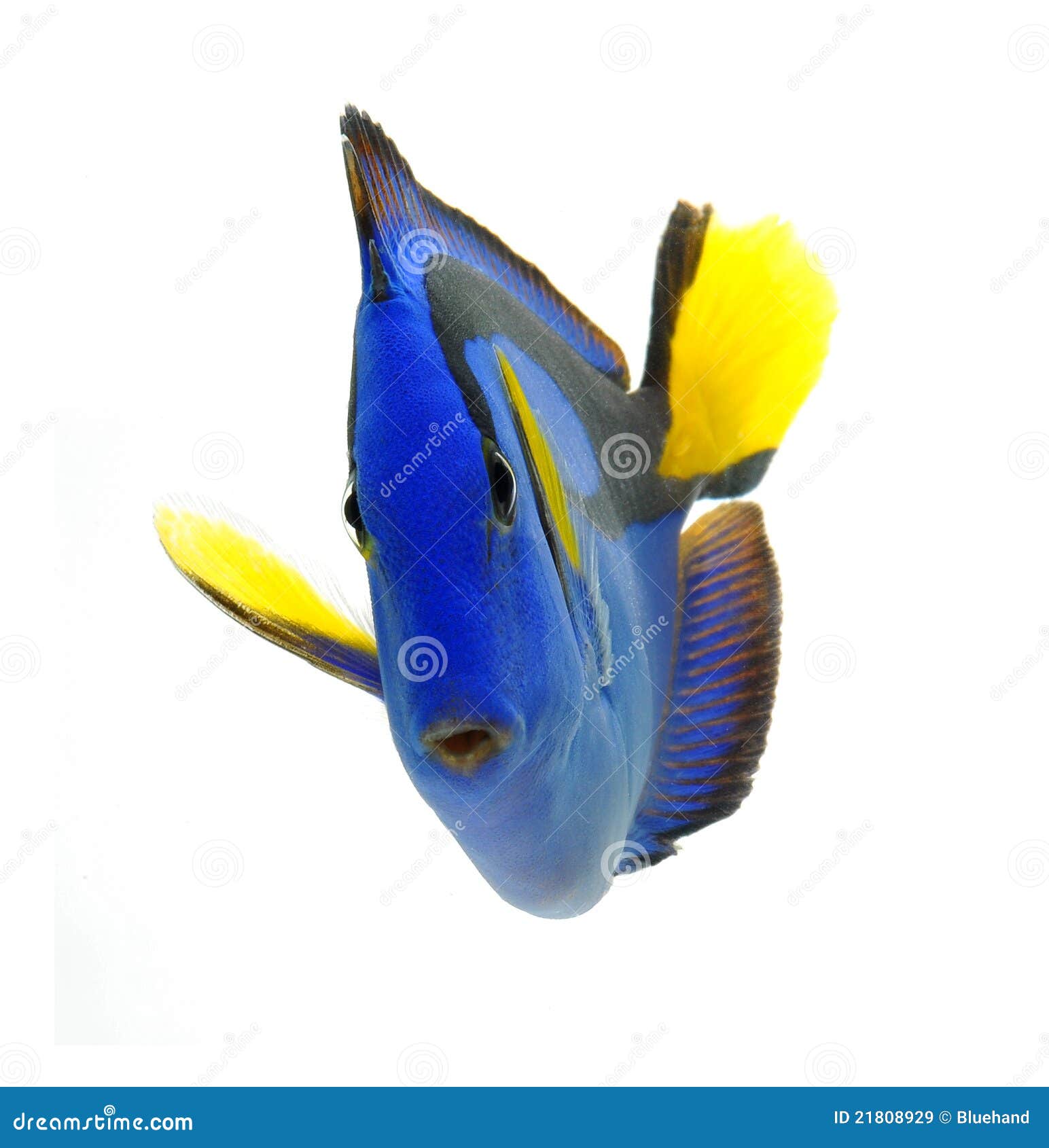 Blue Tang Fish Isolated On White Royalty Free Stock Images - Image ...