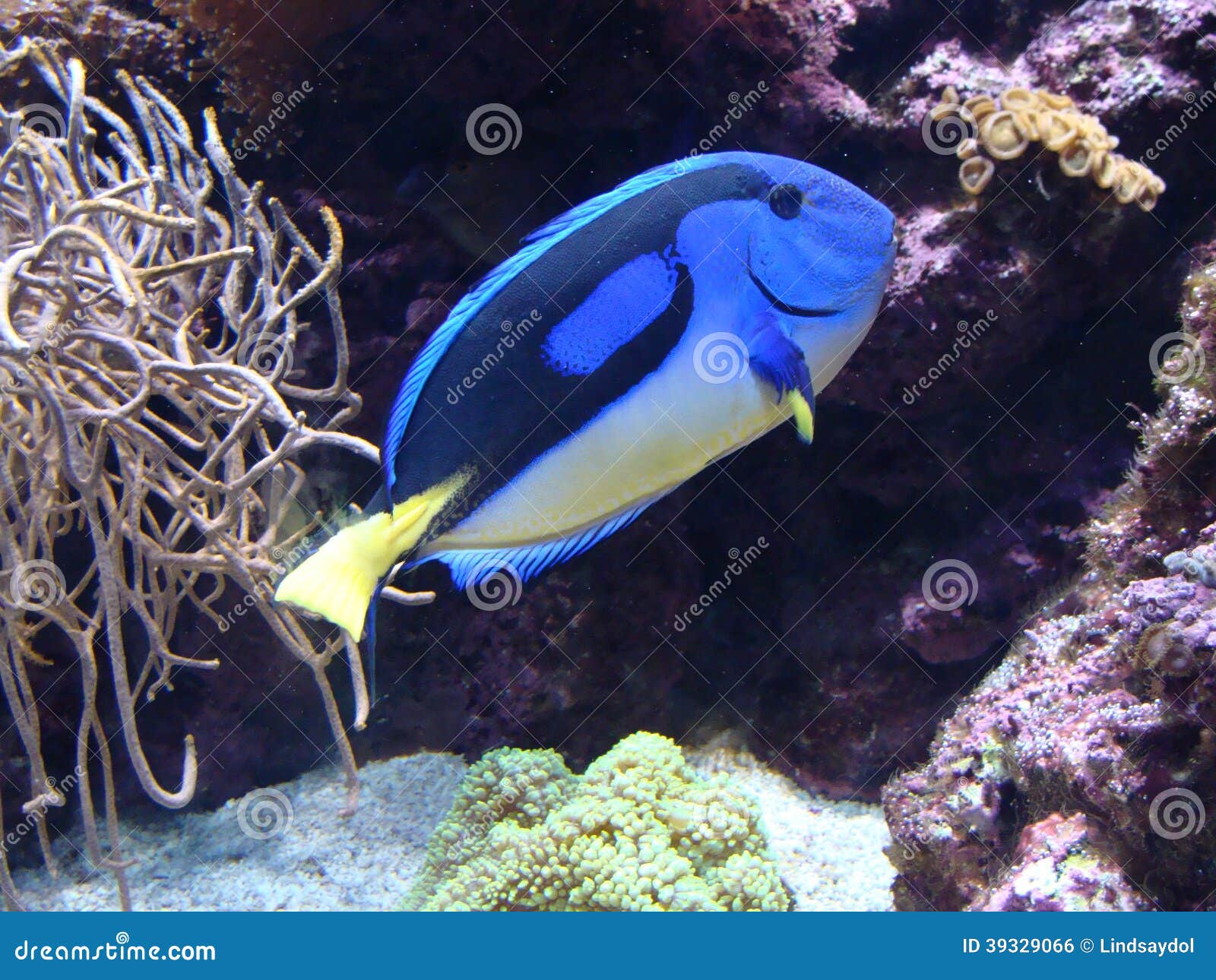 Blue Tang fish stock photo. Image of water, reef, tropical - 39329066