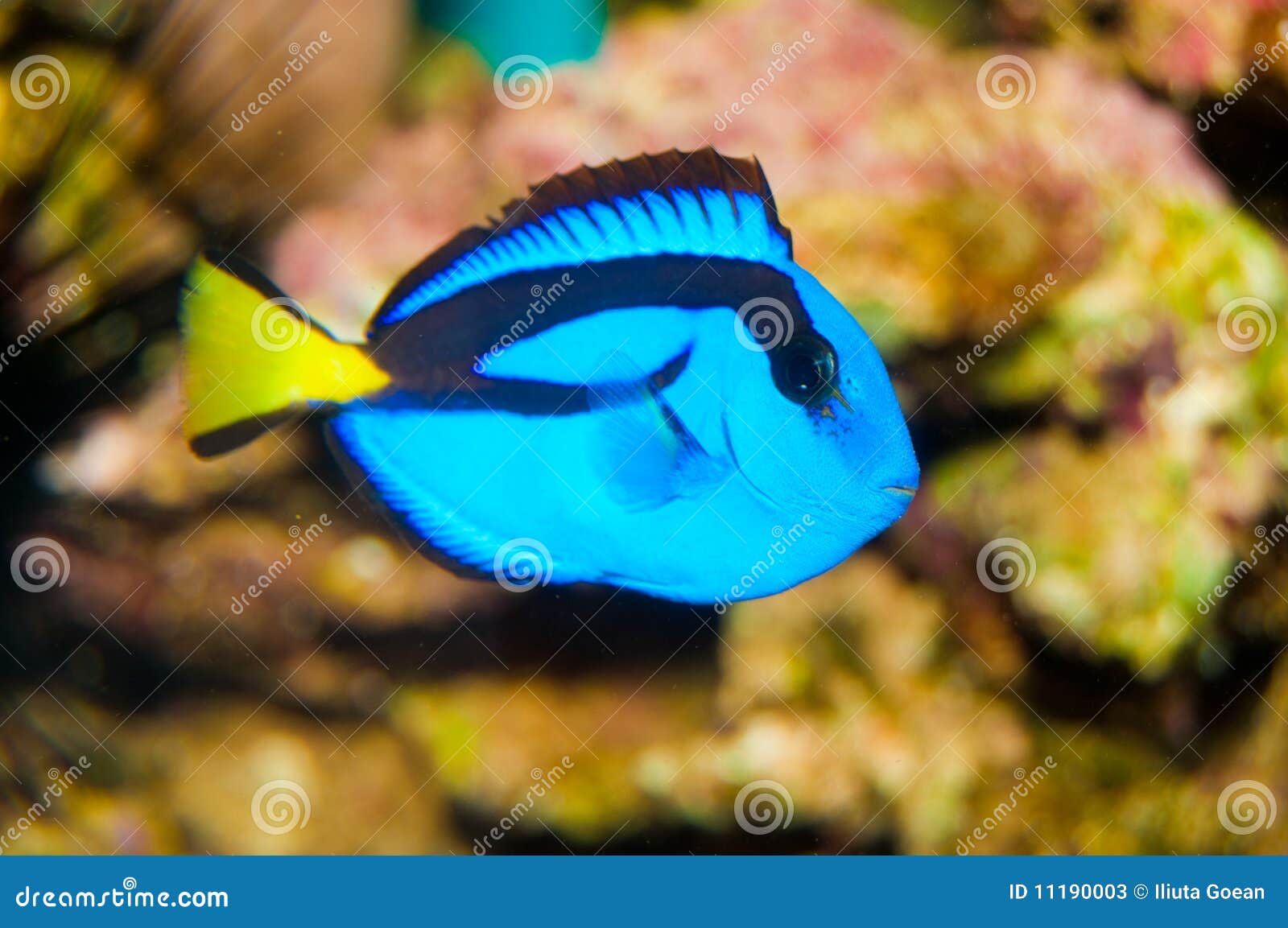 Blue Tang Surgeon Fish stock image. Image of water, coral - 11190003