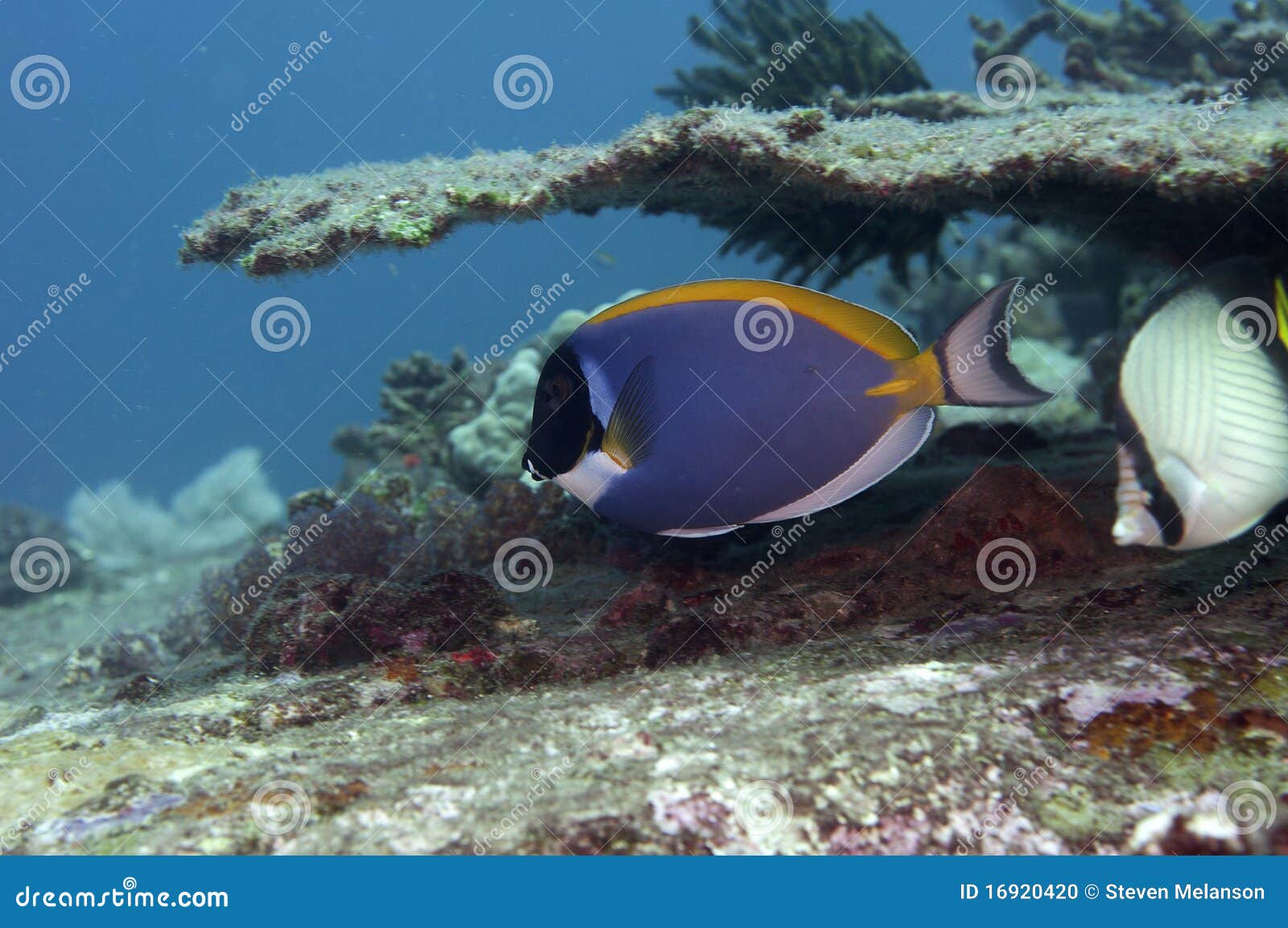Blue-tang Surgeon Fish Close-up Stock Photo - Image of asian, asia ...
