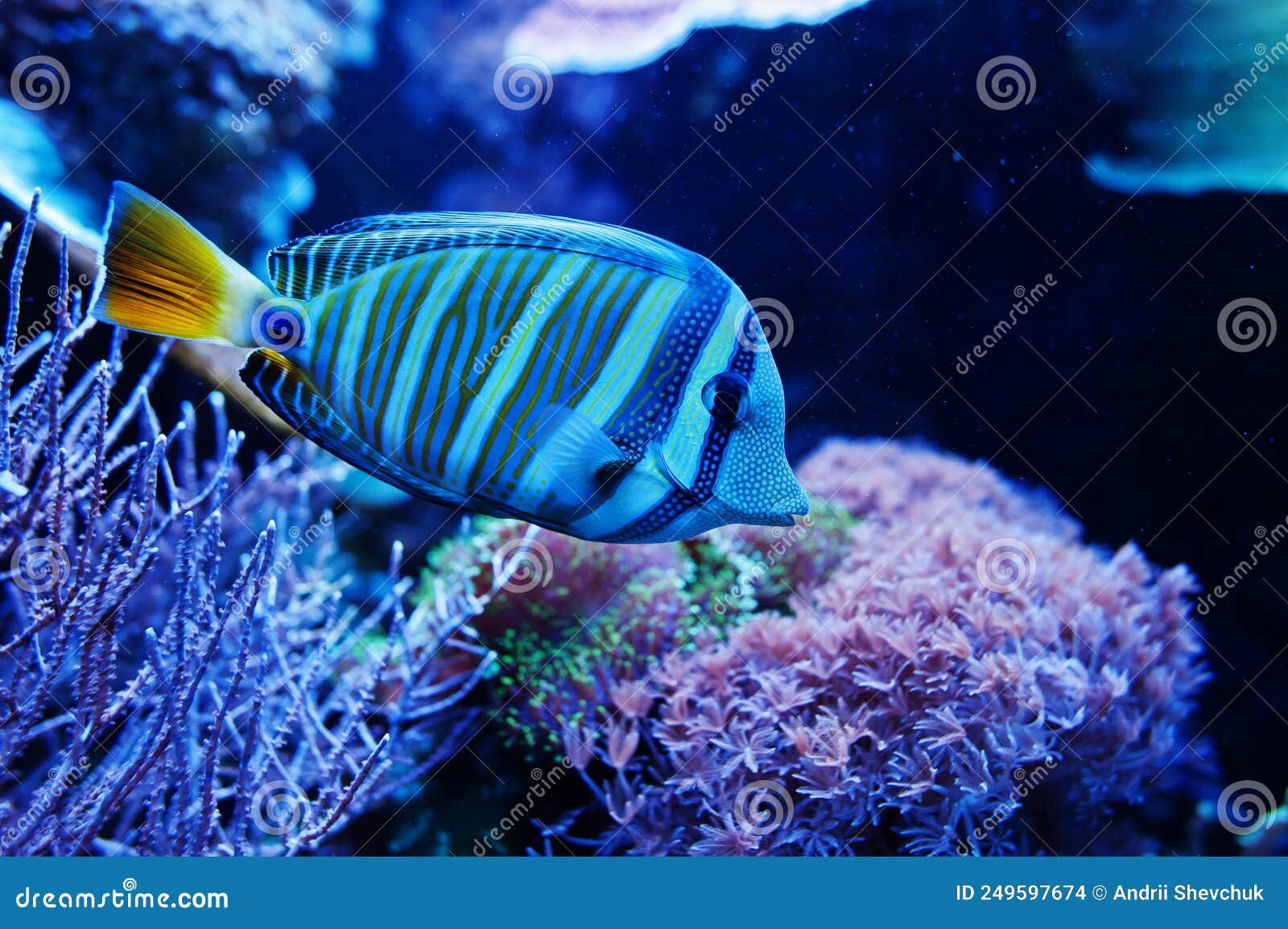 Blue Tang or Surgeonfish Fish at Aquarium Stock Photo - Image of coral ...
