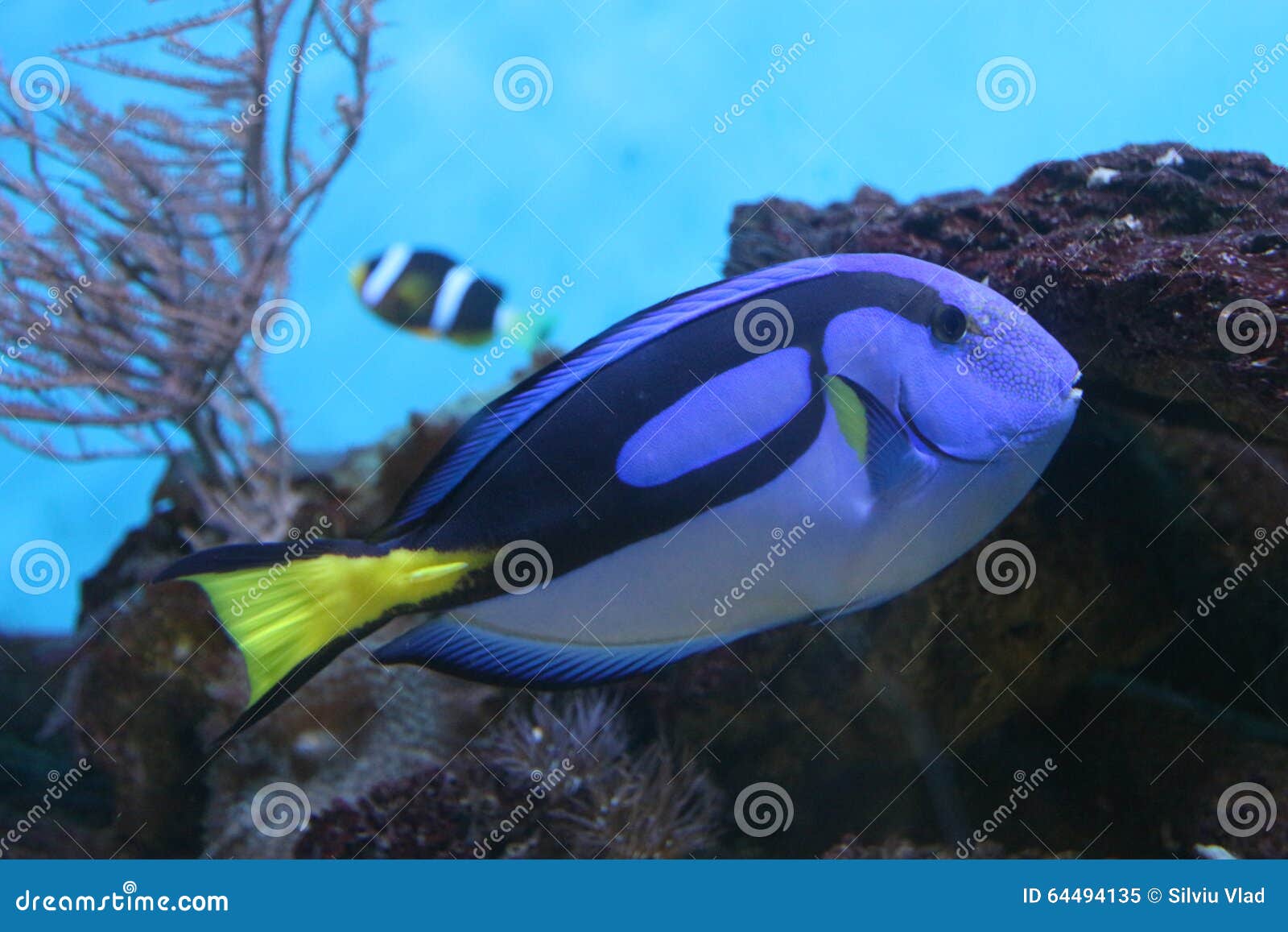Blue tang on to aquarium stock image. Image of deep, lake - 64494135