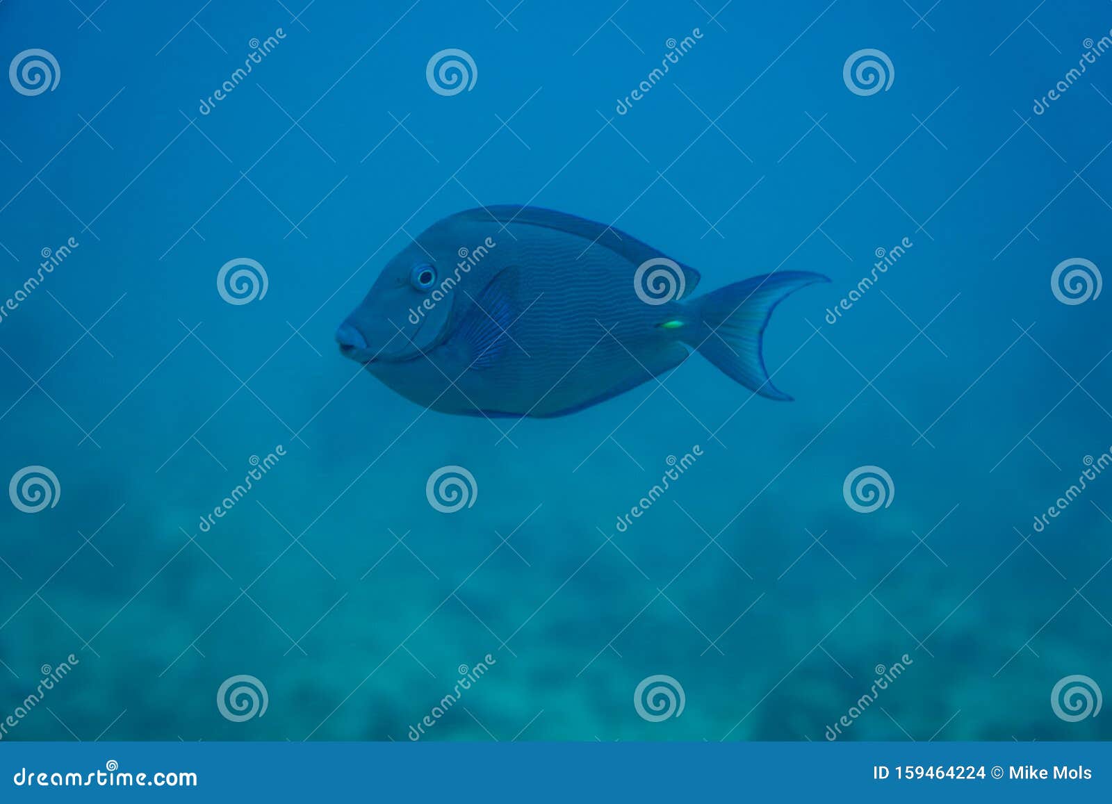 Blue tang underwater stock photo. Image of water, shallow - 159464224