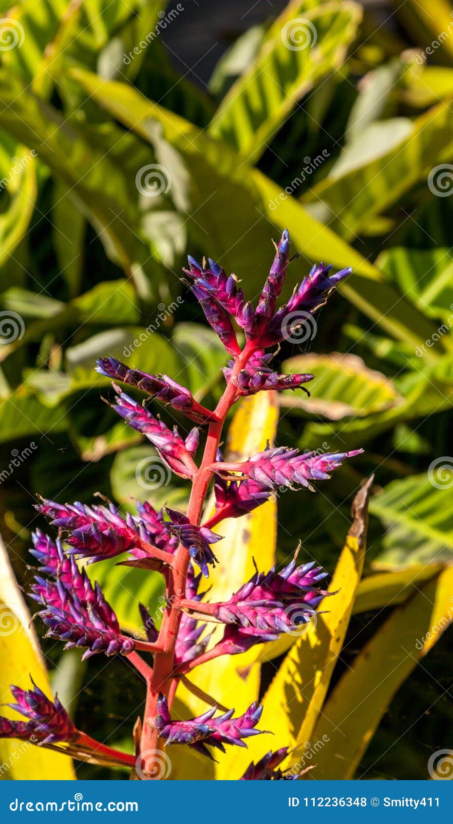 Blue Tango Bromeliad Aechmea Blooms Stock Photo - Image of tango ...
