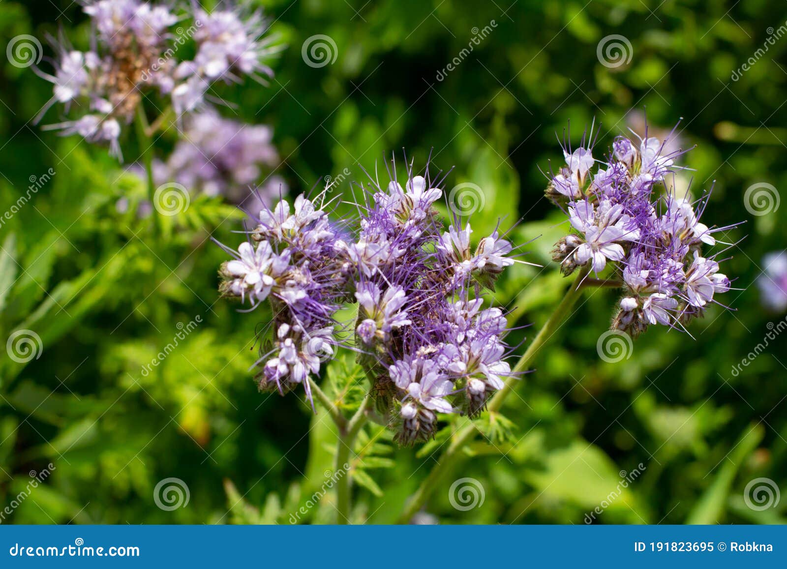 Blue Tansy Also Called Phacelia Tanacetifolia or Rainfarn Phazelie ...