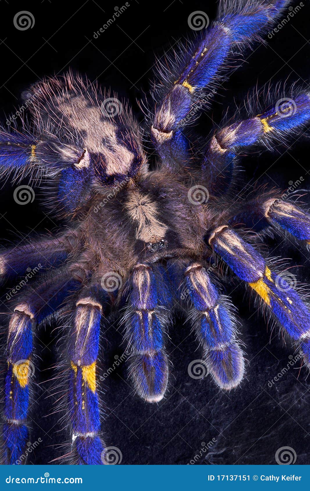Blue tarantula crawling stock image. Image of predator - 17137151