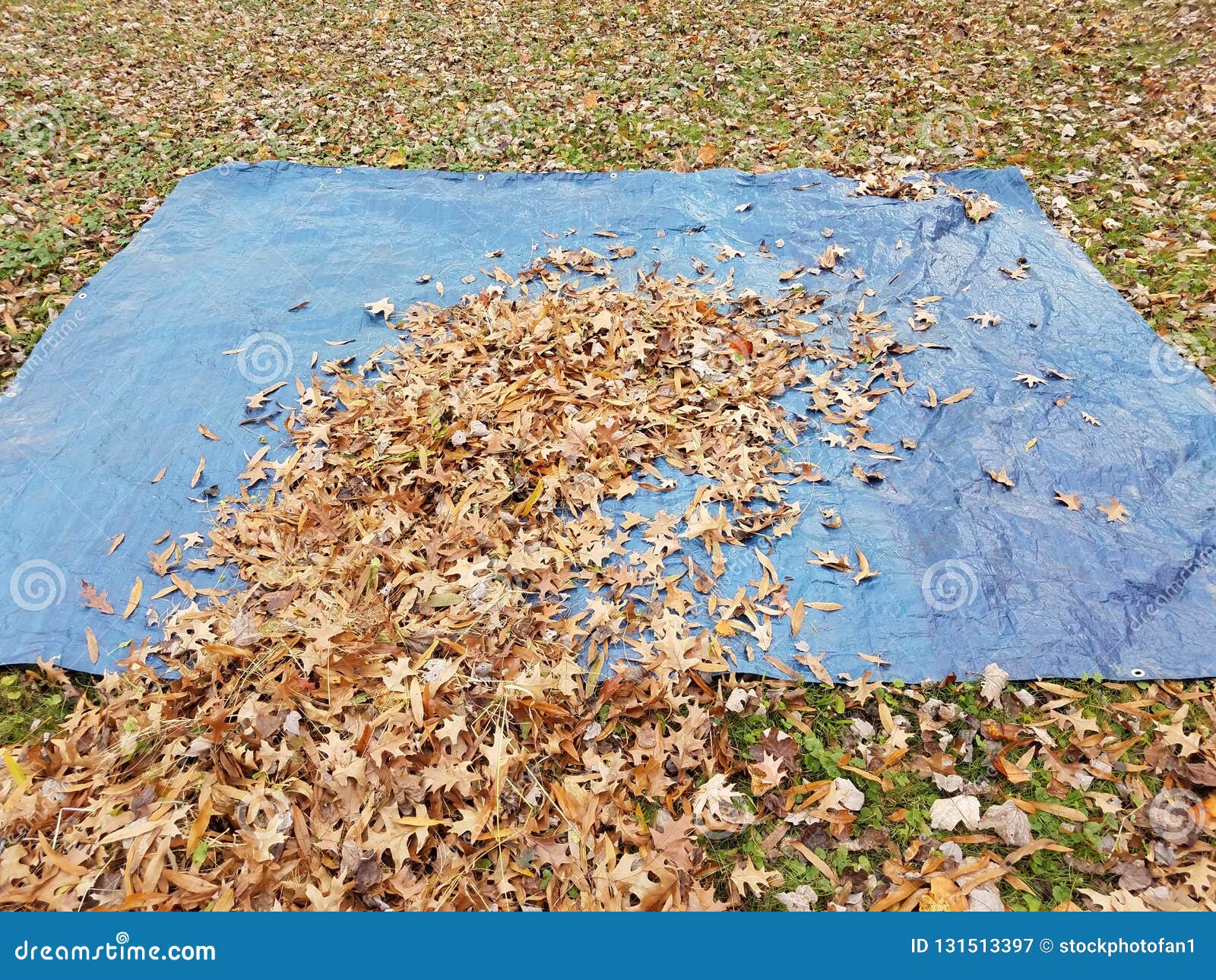 Blue Tarp on Grass or Lawn with Brown Leaves Stock Image - Image of ...