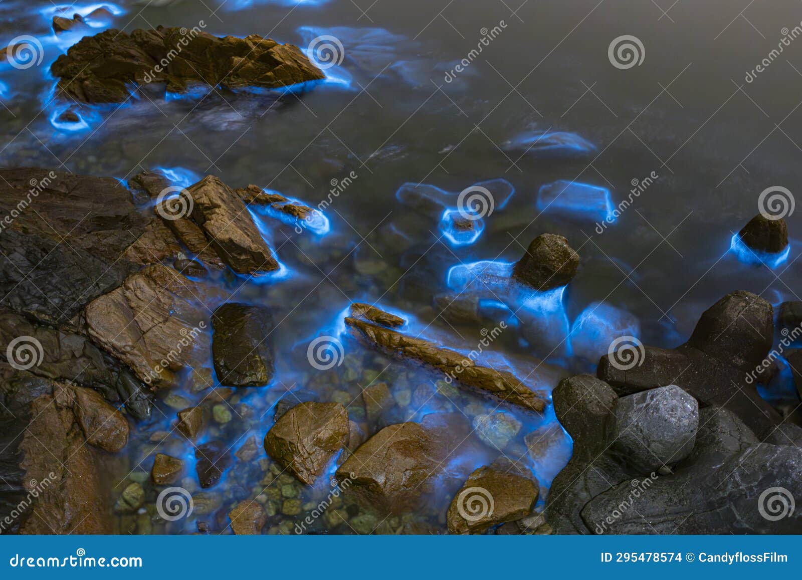 Noctiluca Scintillans Algae Cells Algae Under Microscopic View ...