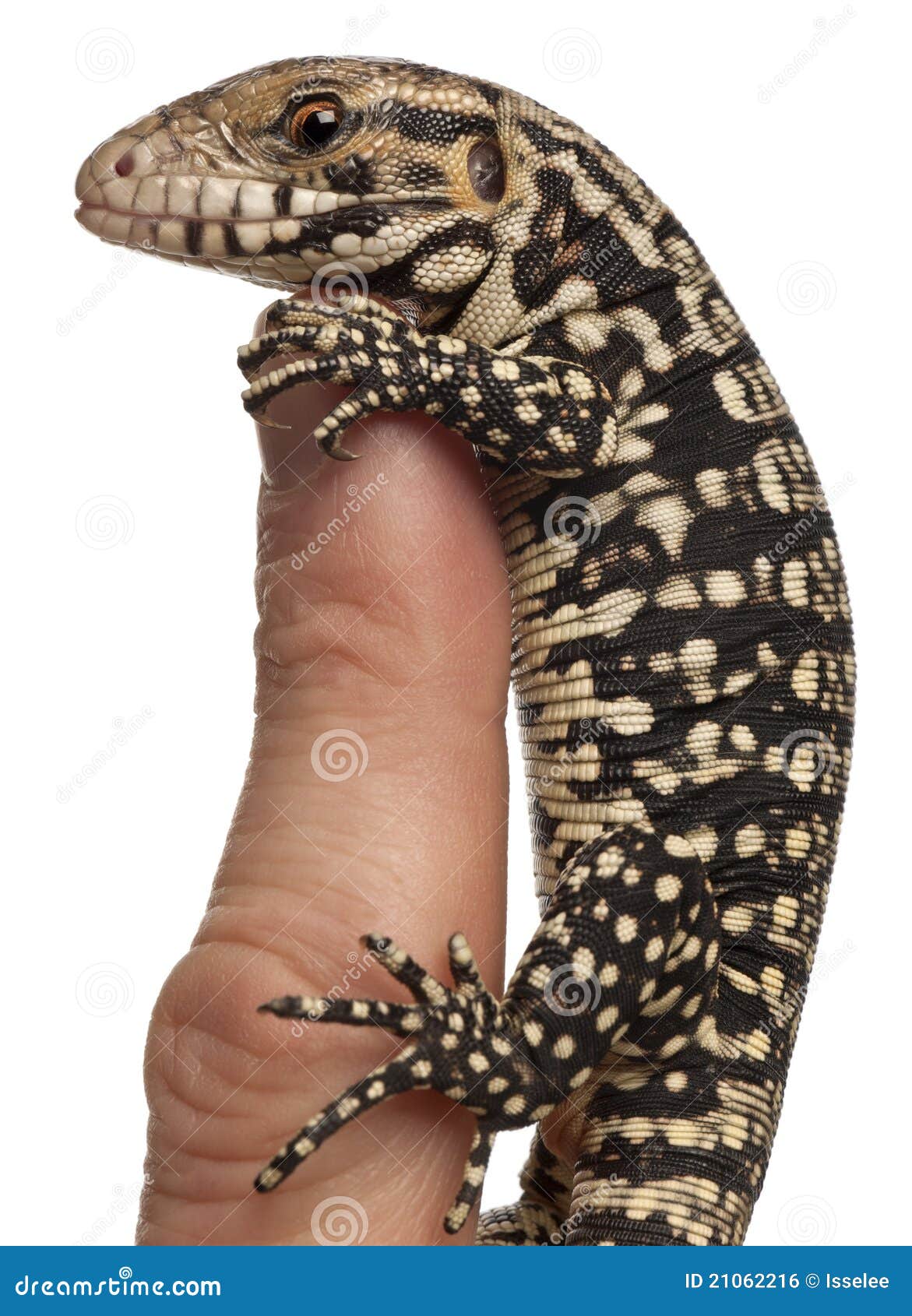 Red Tegu, Tupinambis Rufescens, Is A Relatively Large Lizard, Colored ...
