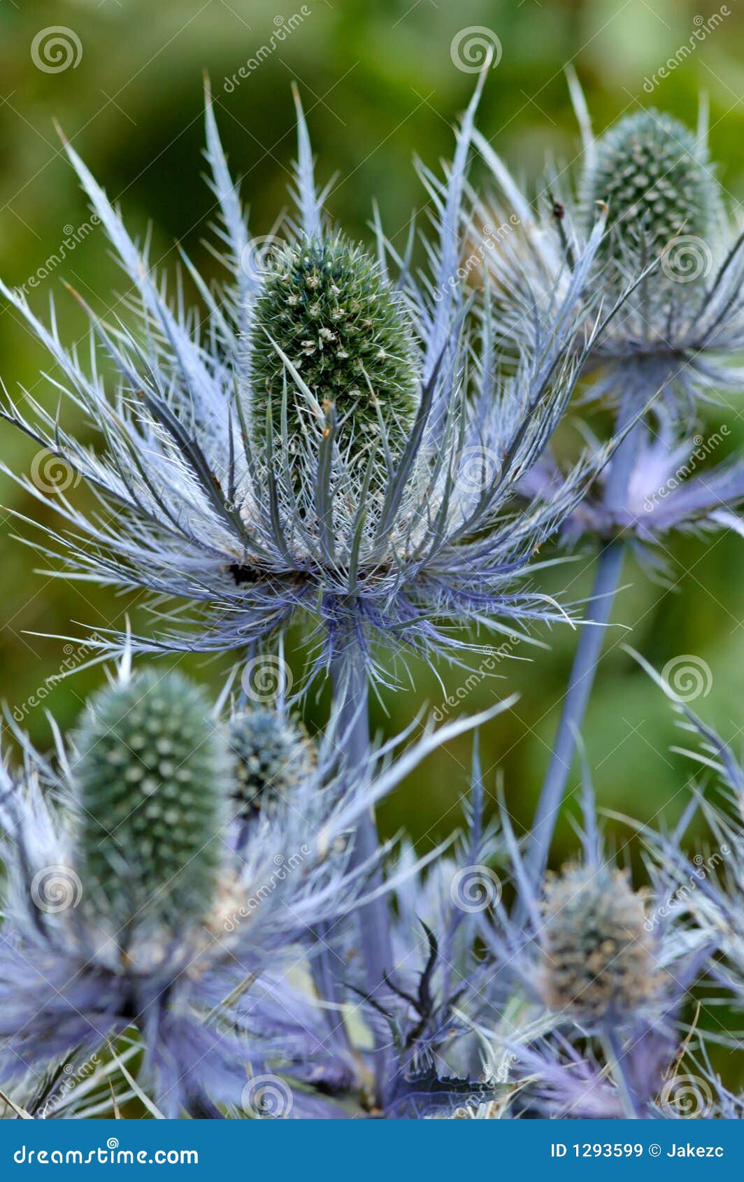Blue thistle stock image. Image of curled, botany, blooming - 1293599