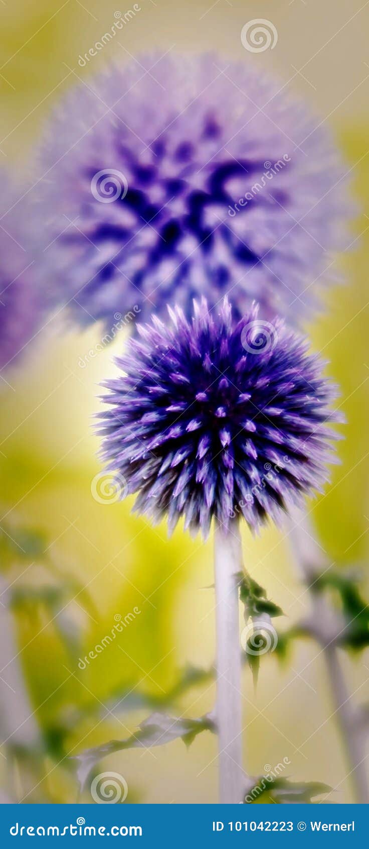 The blue Thistle stock image. Image of close, yellow - 101042223