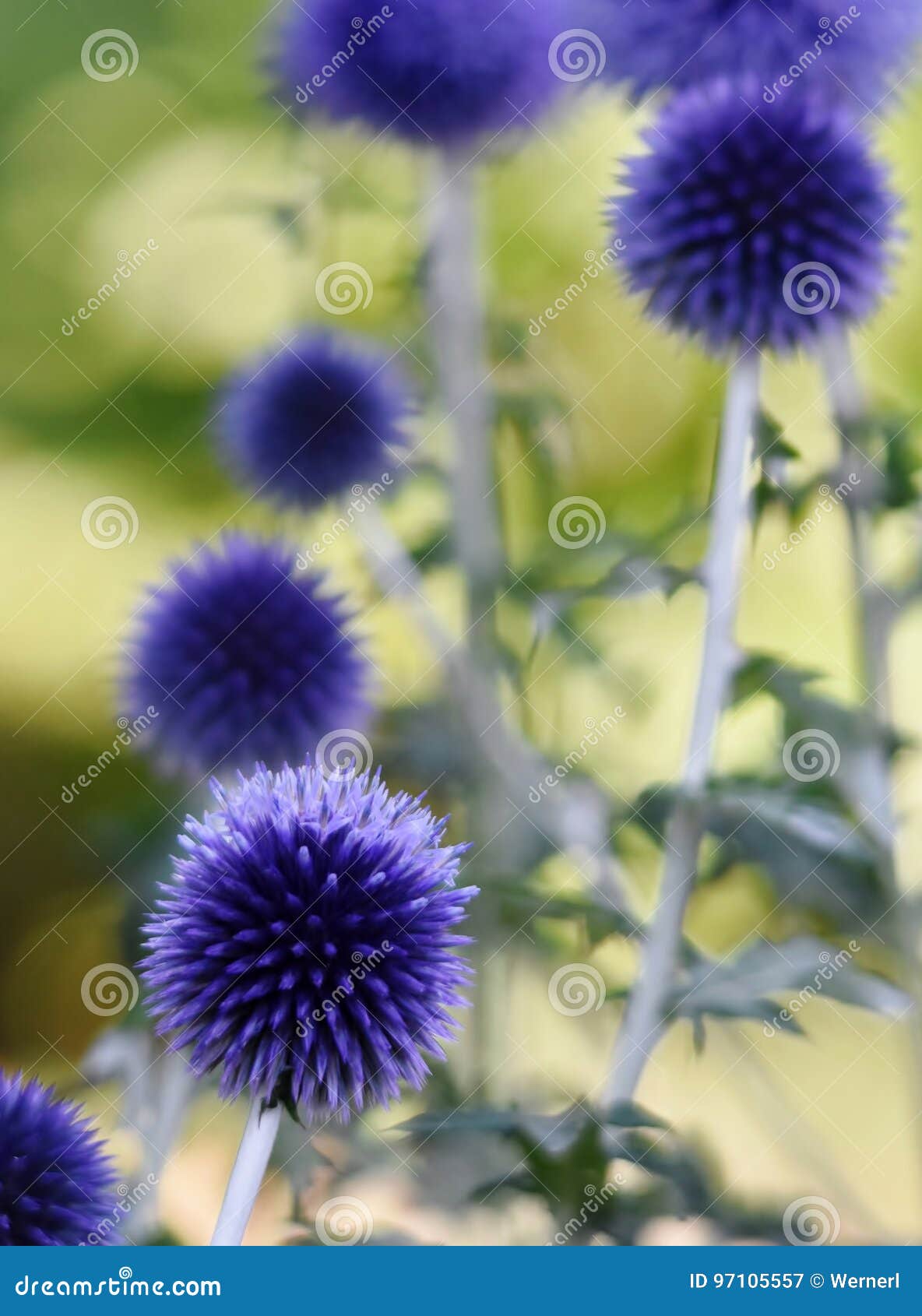 The blue Thistle stock image. Image of nature, plant - 97105557