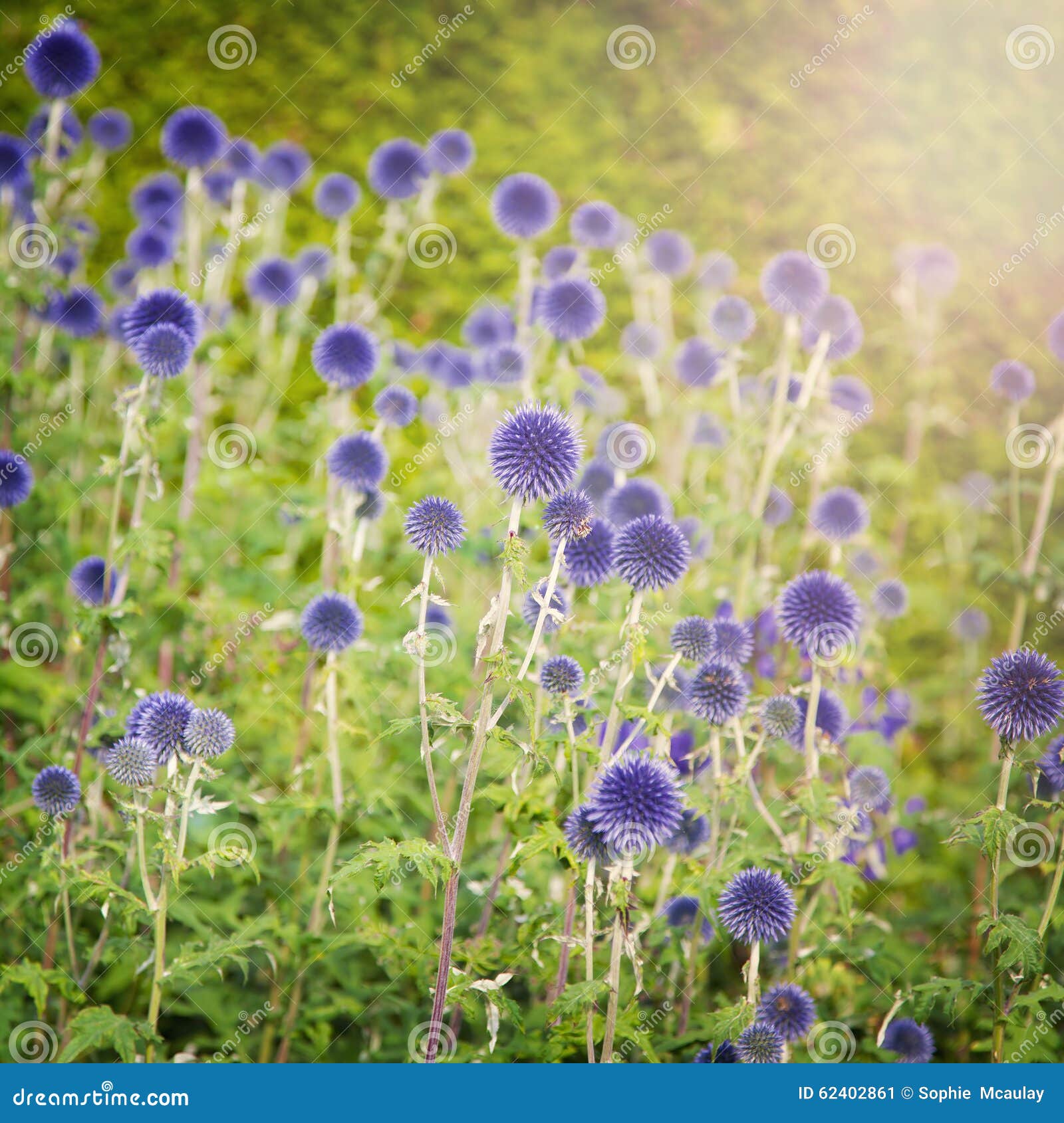 Blue thistle stock image. Image of beautiful, blooming - 62402861