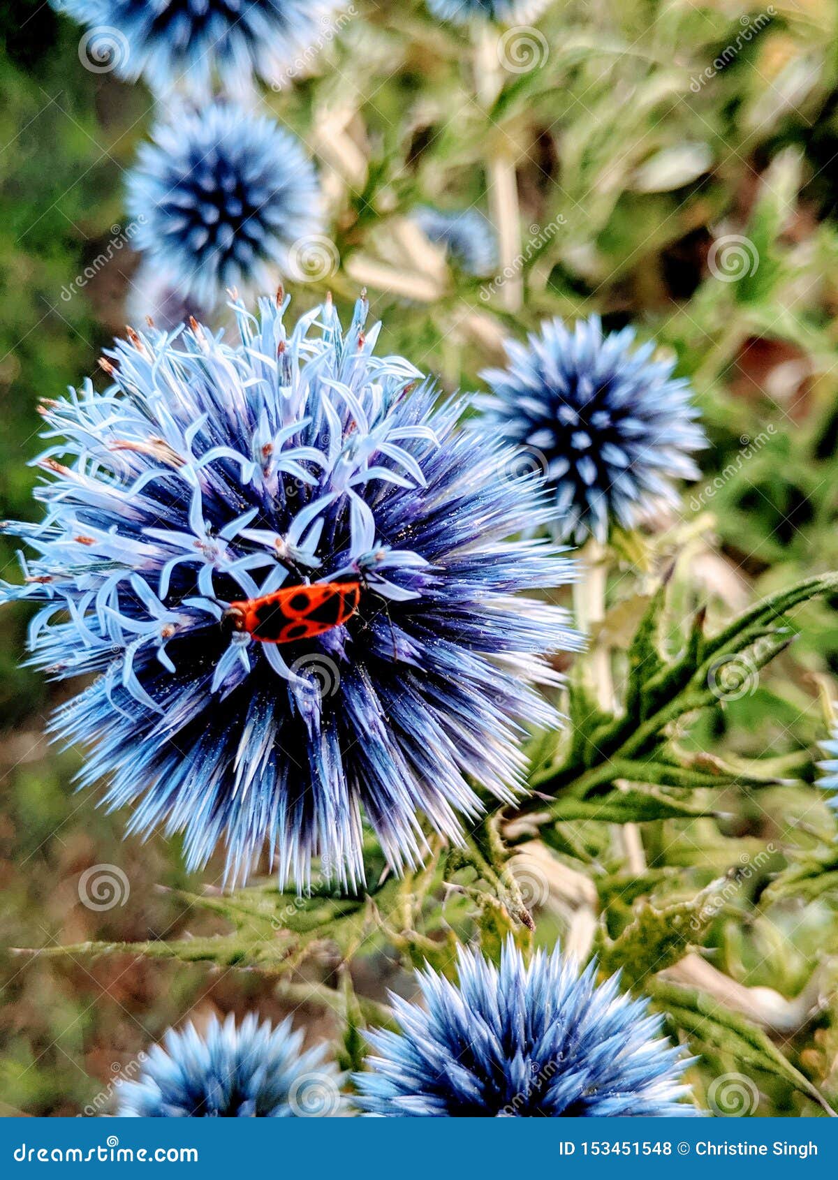Blue thistle with red bug stock photo. Image of nature - 153451548