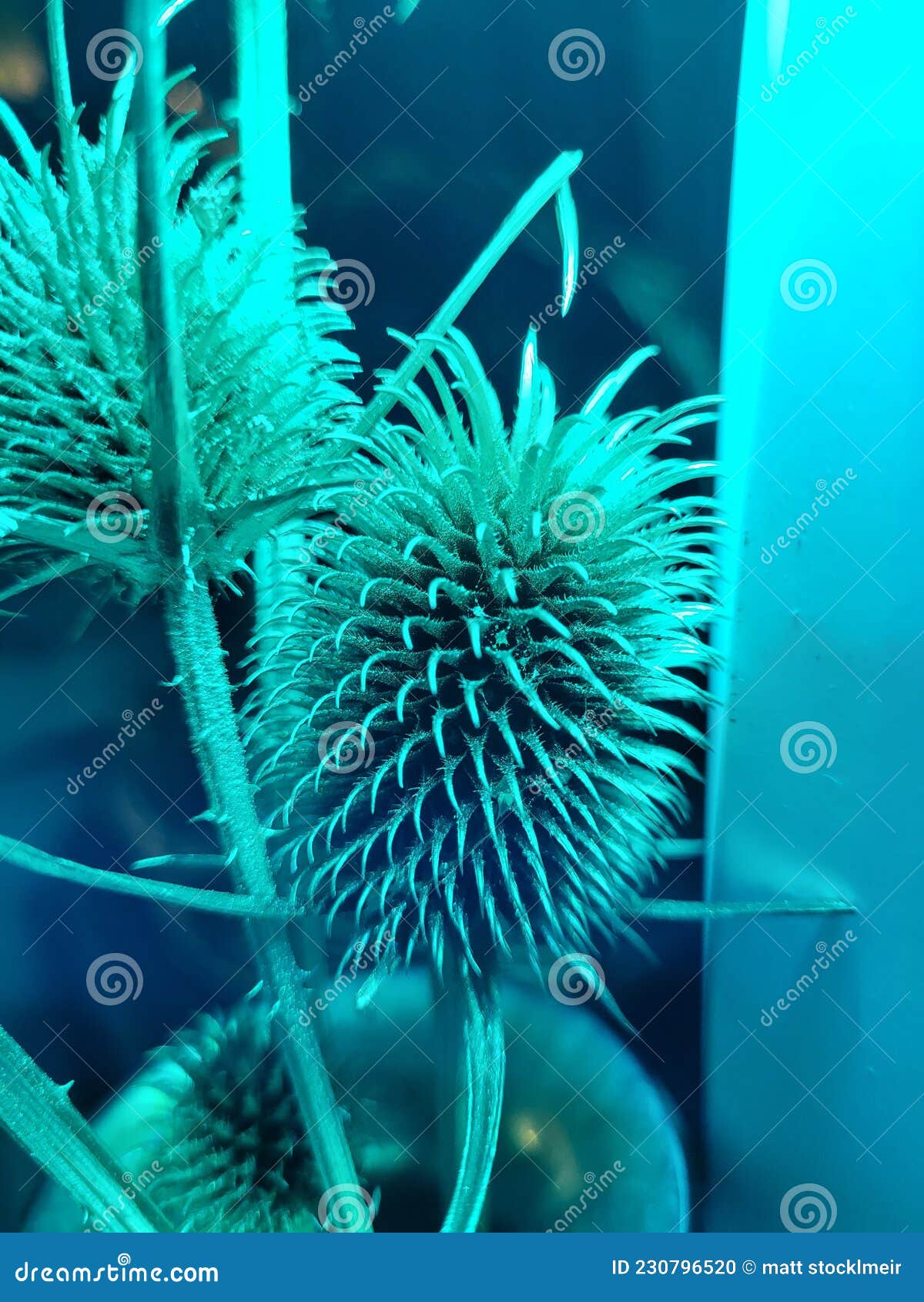 Blue thorn plant trippy stock photo. Image of aquarium - 230796520