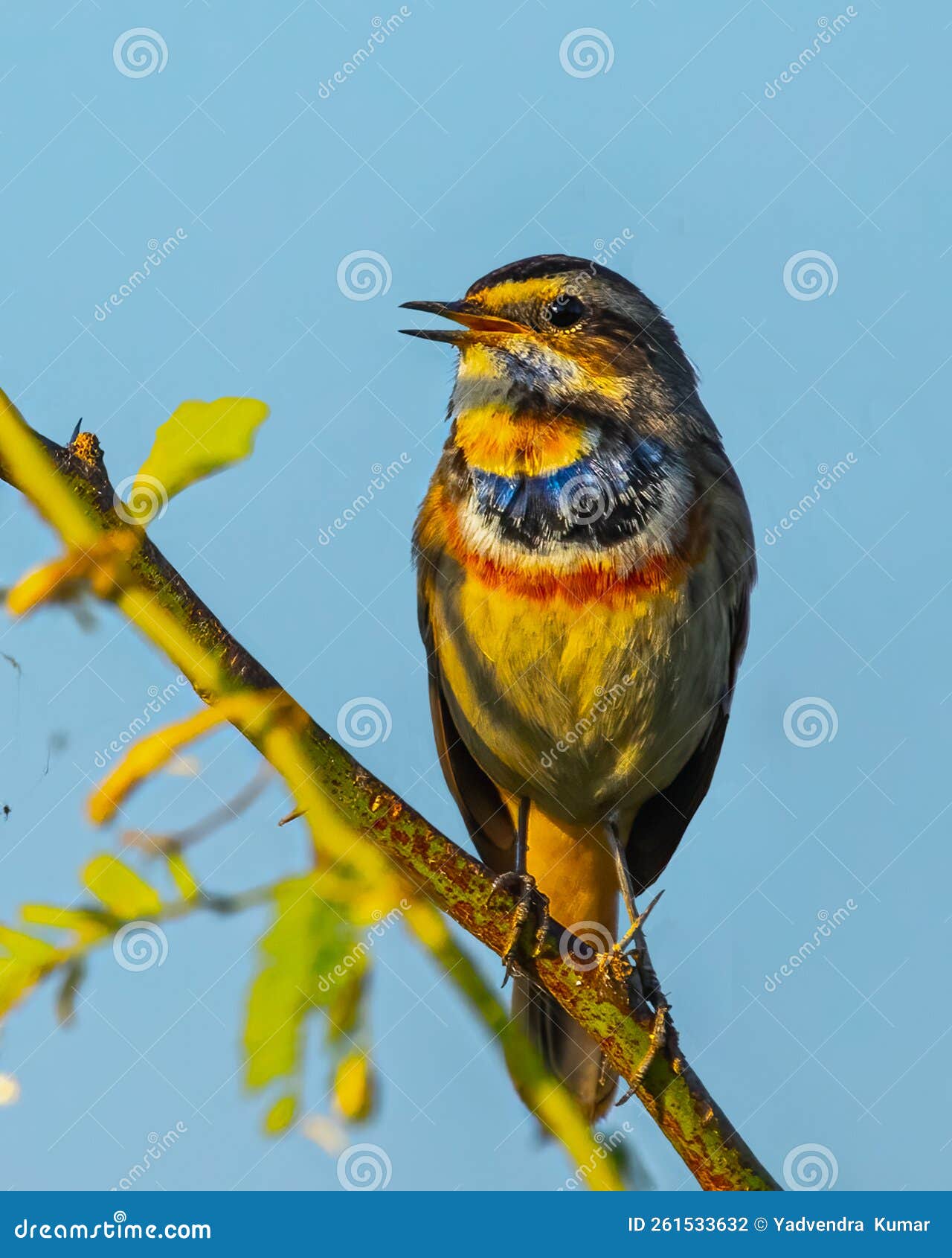 A Blue throat bird singing stock photo. Image of ornithology - 261533632