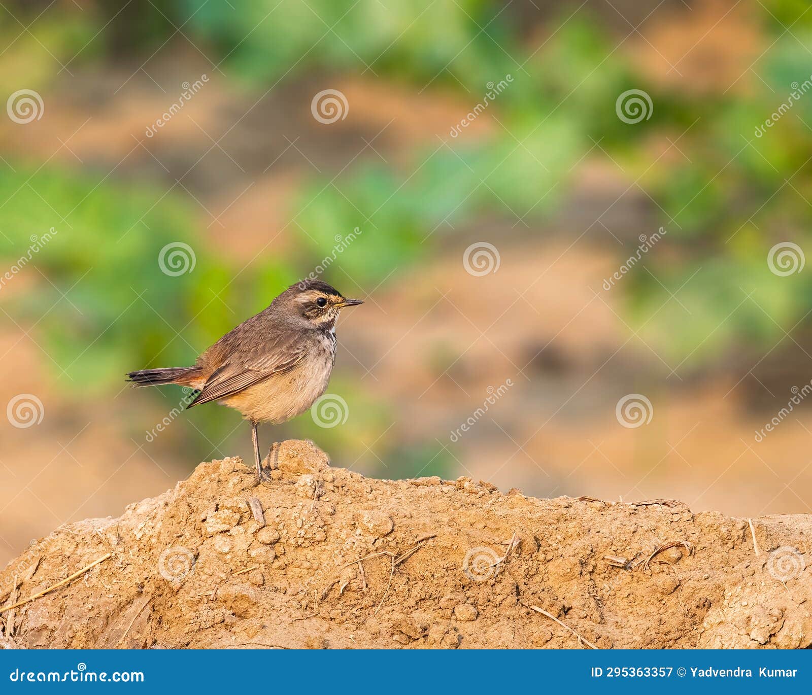 A blue throat stock image. Image of beak, tree, beautiful - 295363357