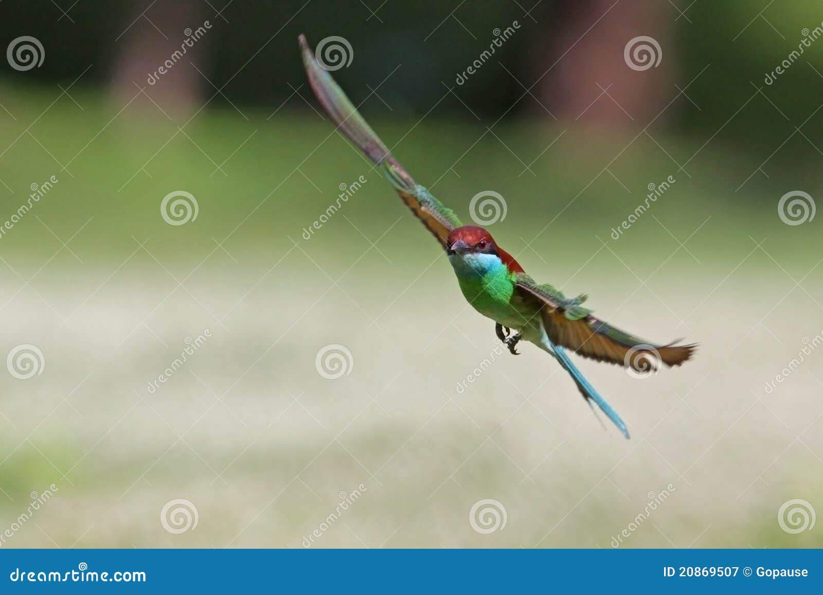 Blue-throated Bee-eater Flying Stock Image - Image of background ...