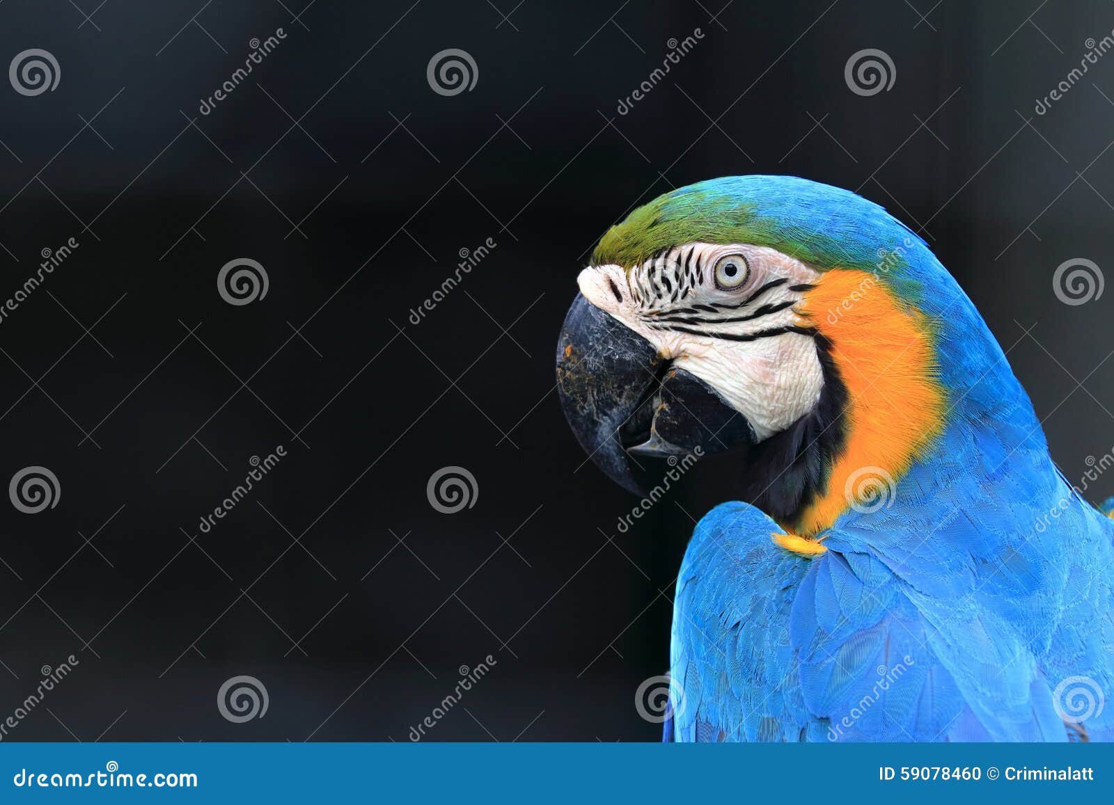 Blue Throated Macaw Close Up Stock Photo - Image of feather, yellow ...