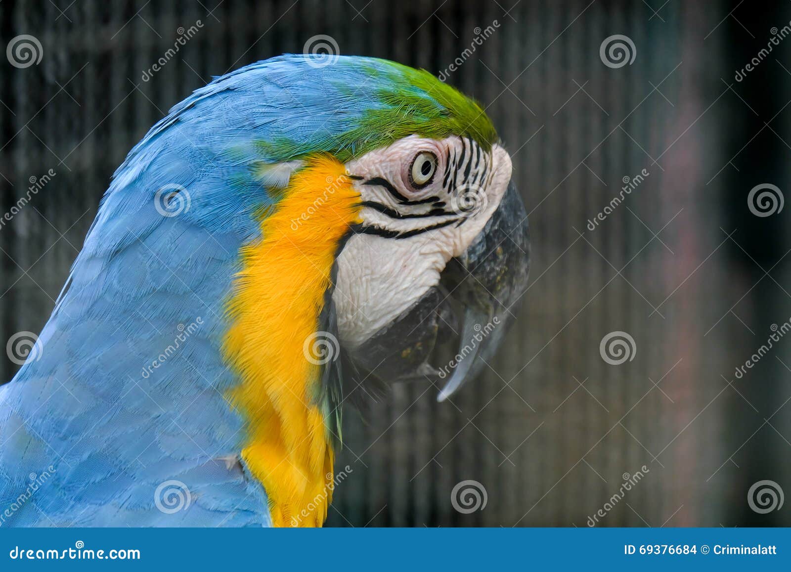 Blue Throated Macaw Close Up Stock Photo - Image of vivid, natural ...