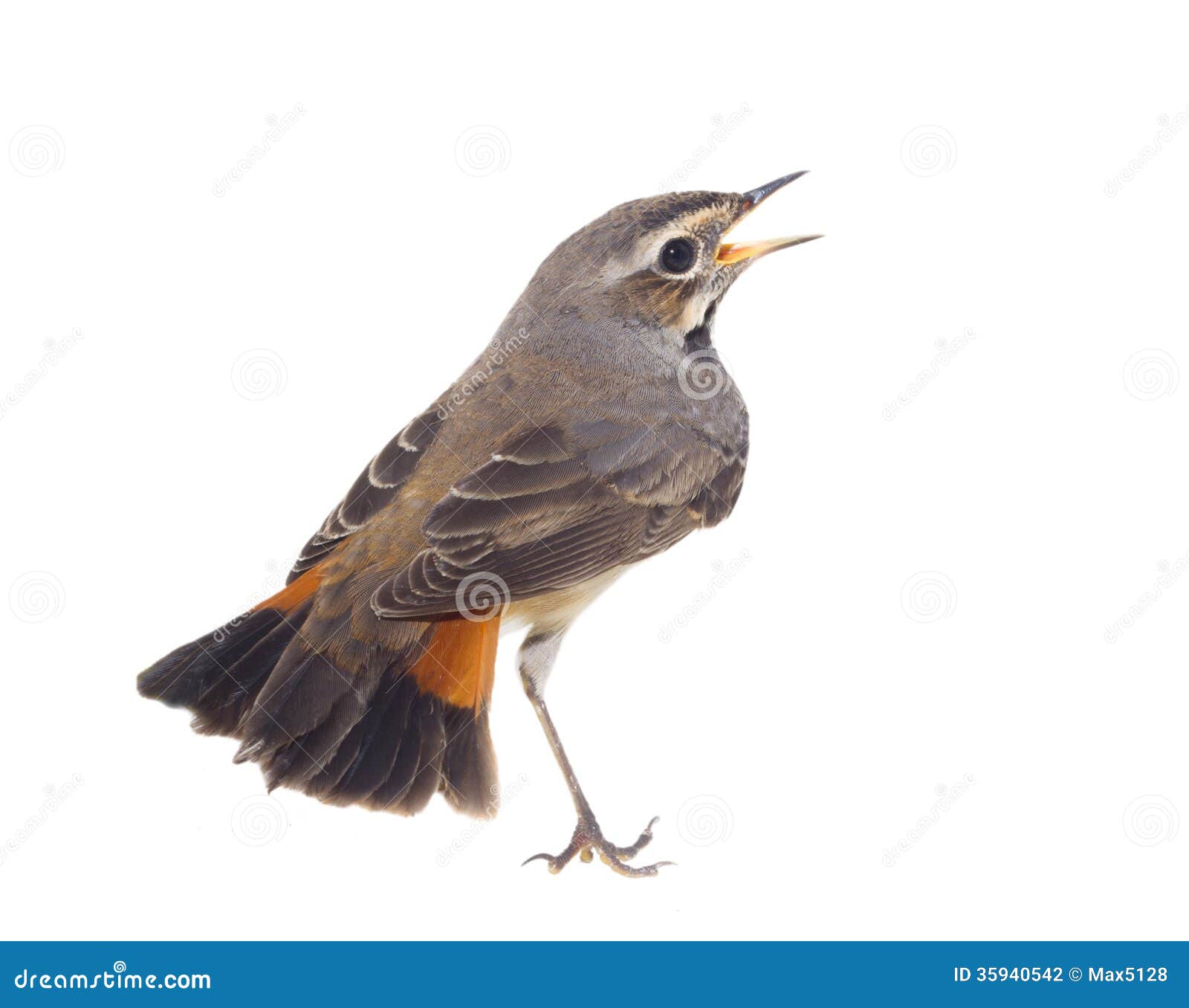 Blue-throated Robin Bird Isolated Stock Photo - Image of beak, male ...