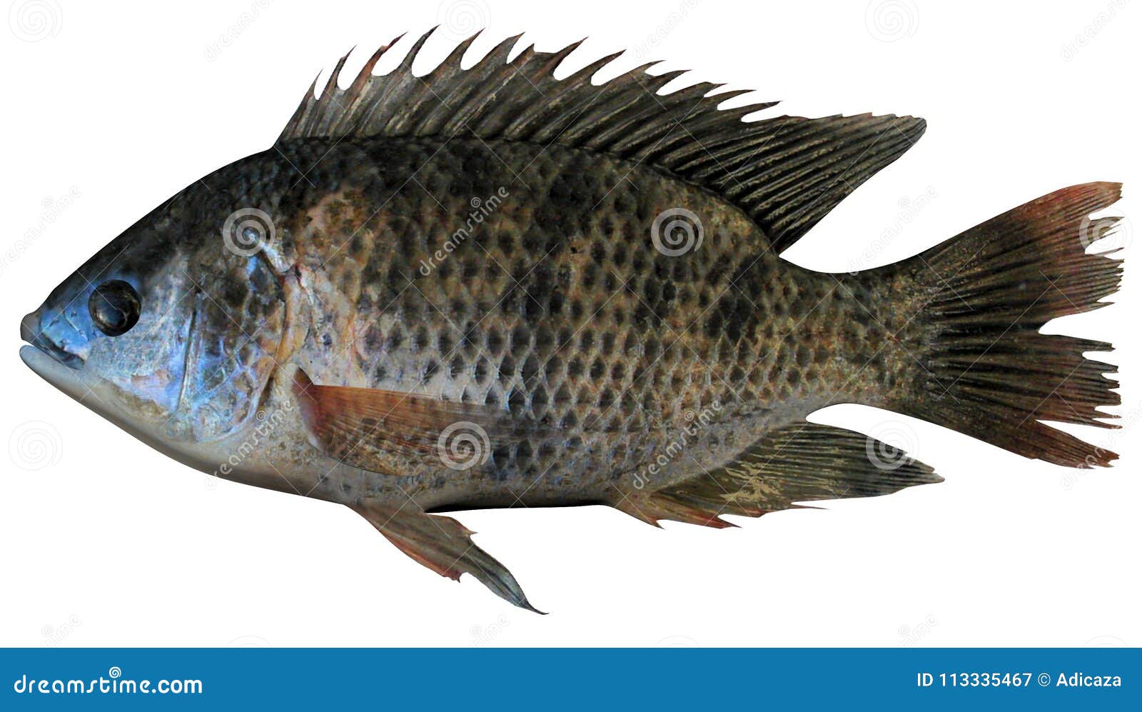 Tilapia Cartoons, Illustrations & Vector Stock Images - 210 Pictures to ...