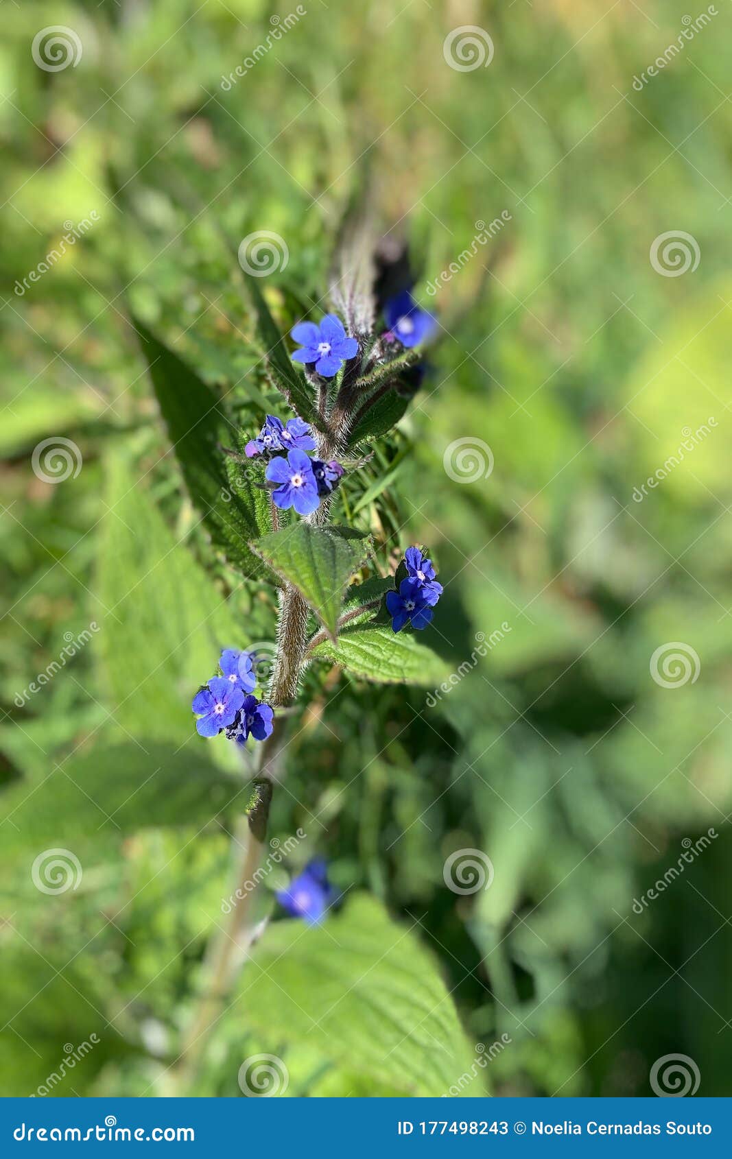 Blue tiny flowers stock image. Image of blue, springtime - 177498243