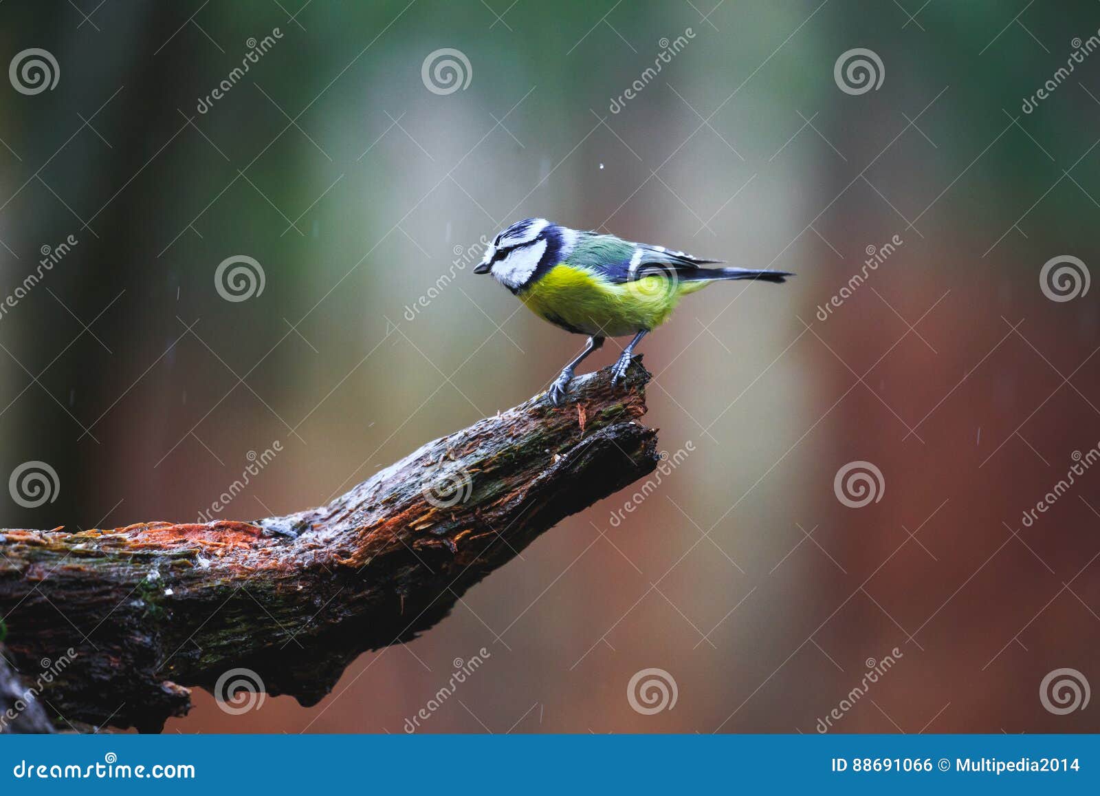 Blue Tit Bird close-up stock photo. Image of feathers - 88691066