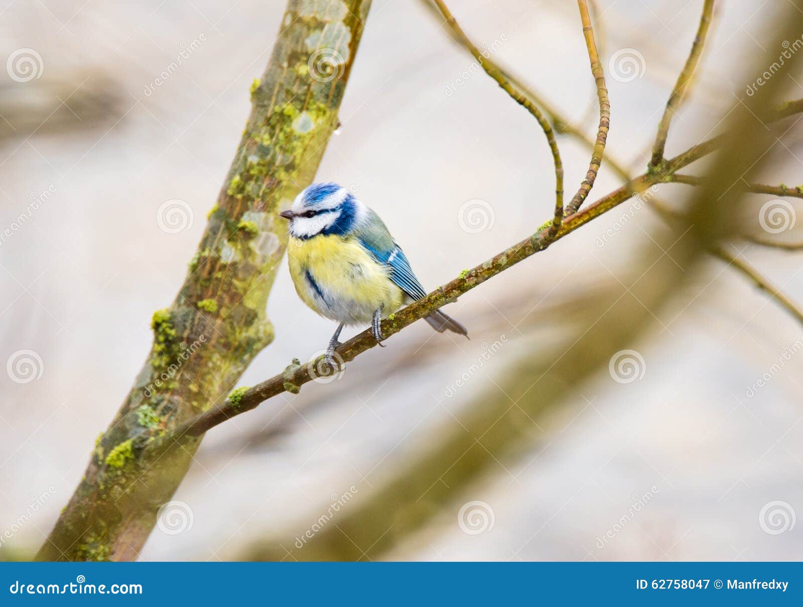 Blue Tit Bird stock image. Image of tree, yellow, passerine - 62758047
