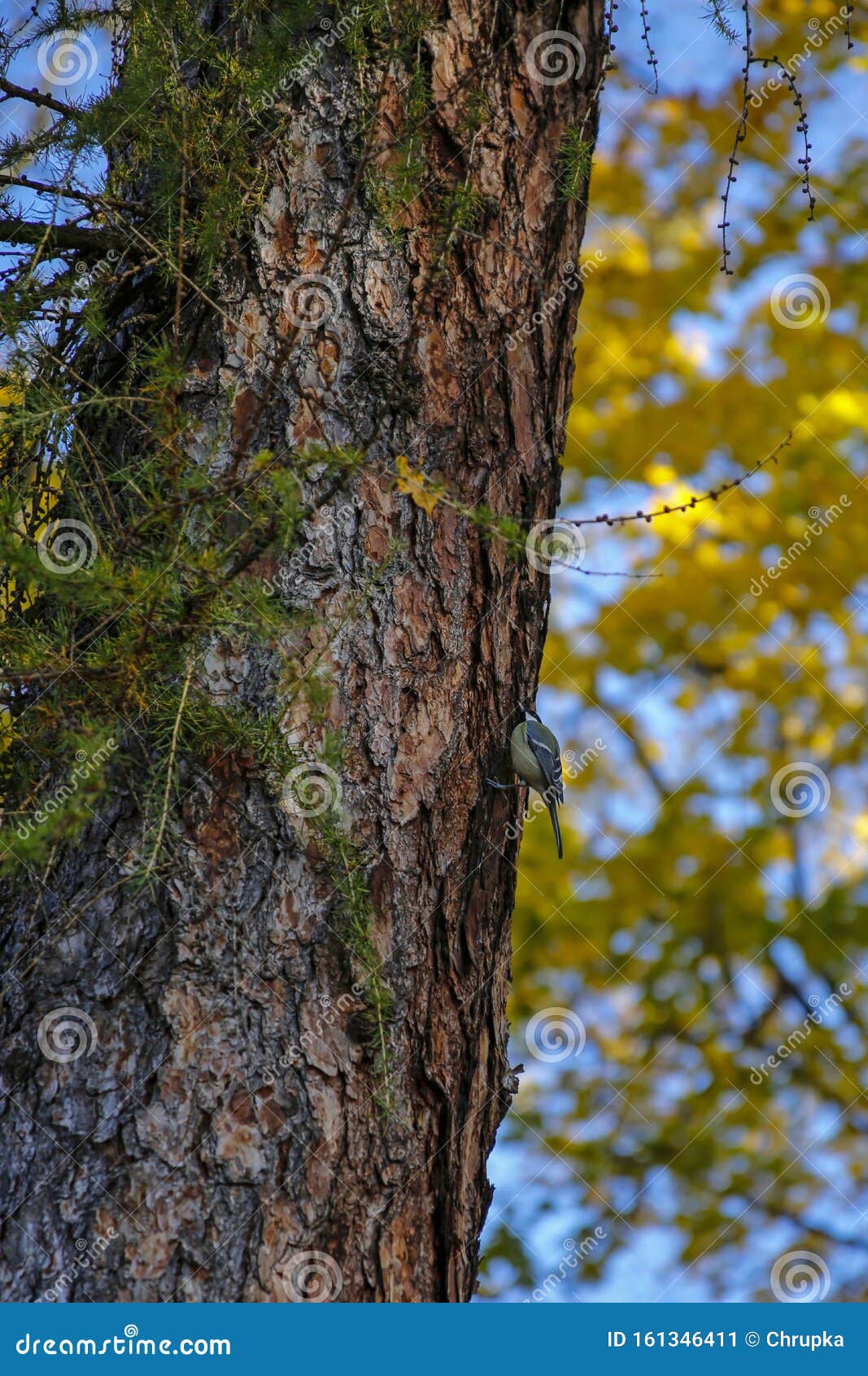 Blue Tit Bird on Tree Trunk Stock Image - Image of forest, light: 161346411