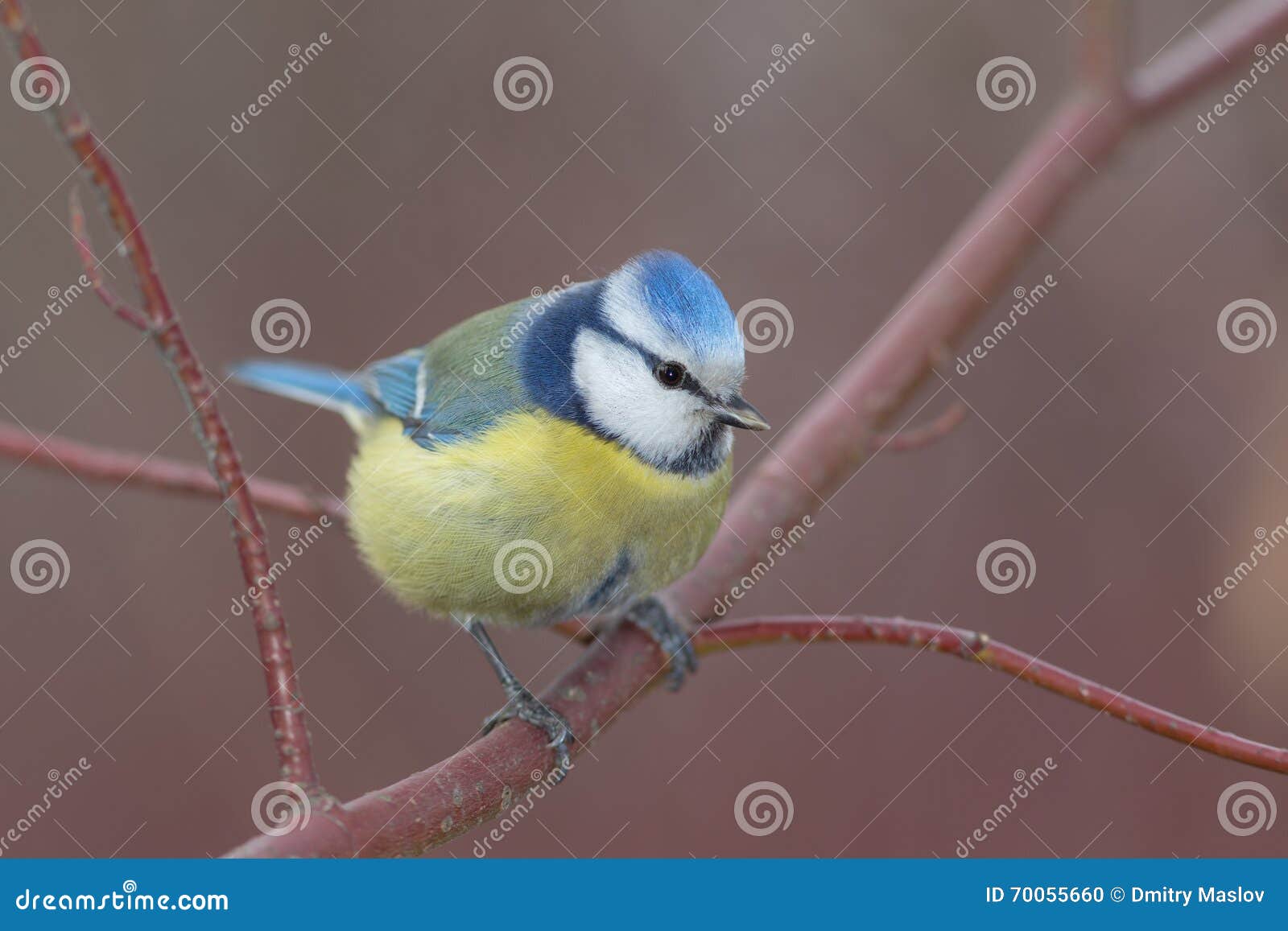 Blue Tit on a Branch Closeup Stock Photo - Image of beak, bright: 70055660