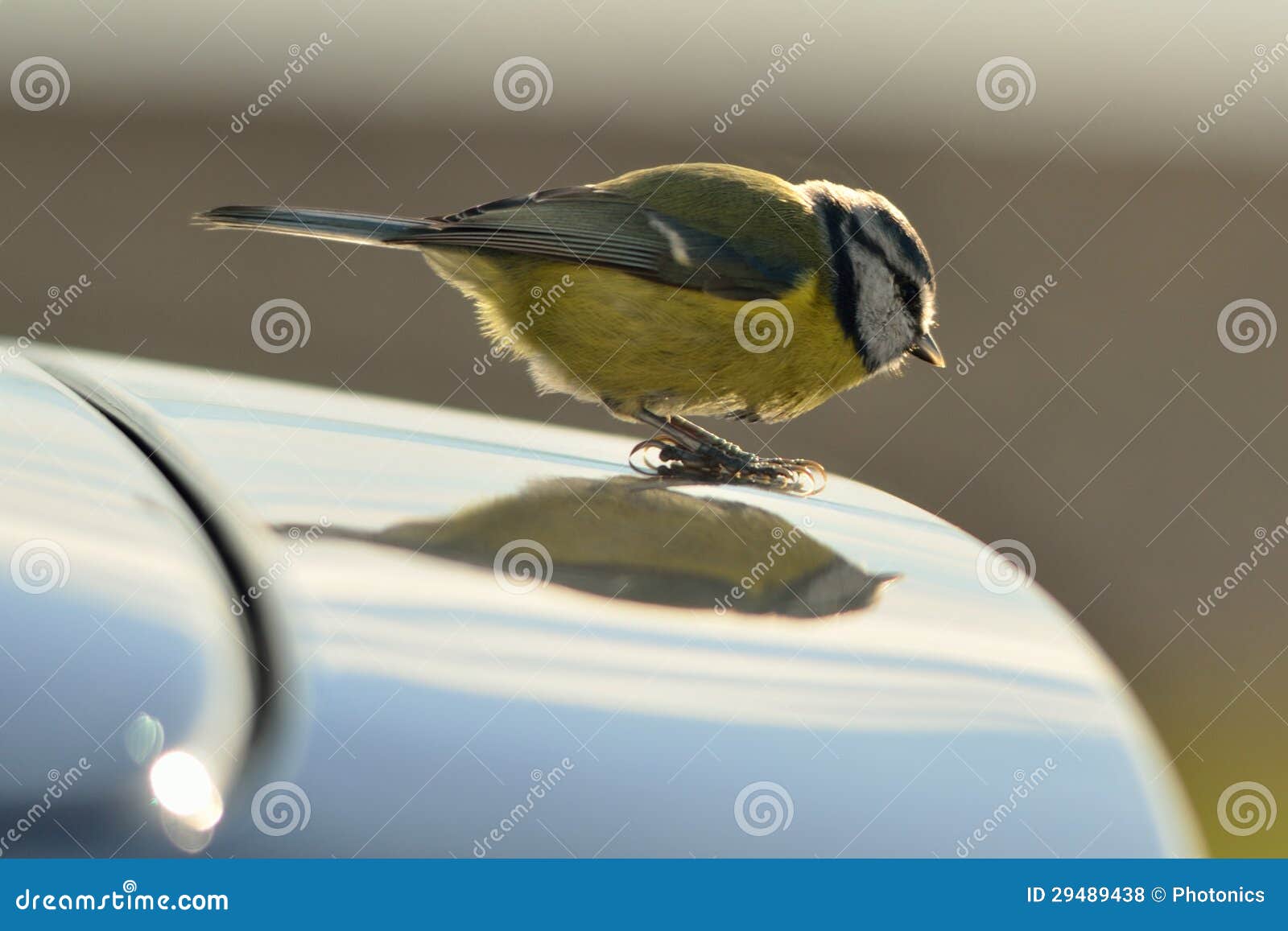 Blue Tit on Car Bonnet stock photo. Image of passerine - 29489438