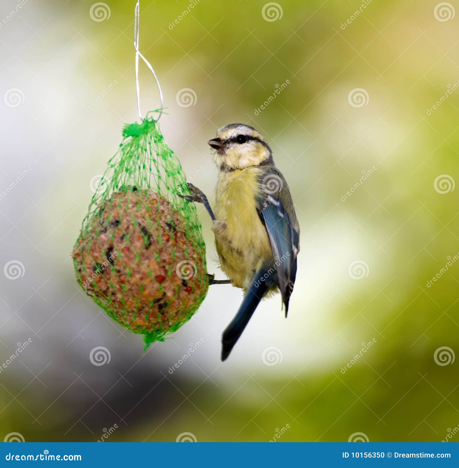 Blue tit - color sparrow stock photo. Image of brown - 10156350