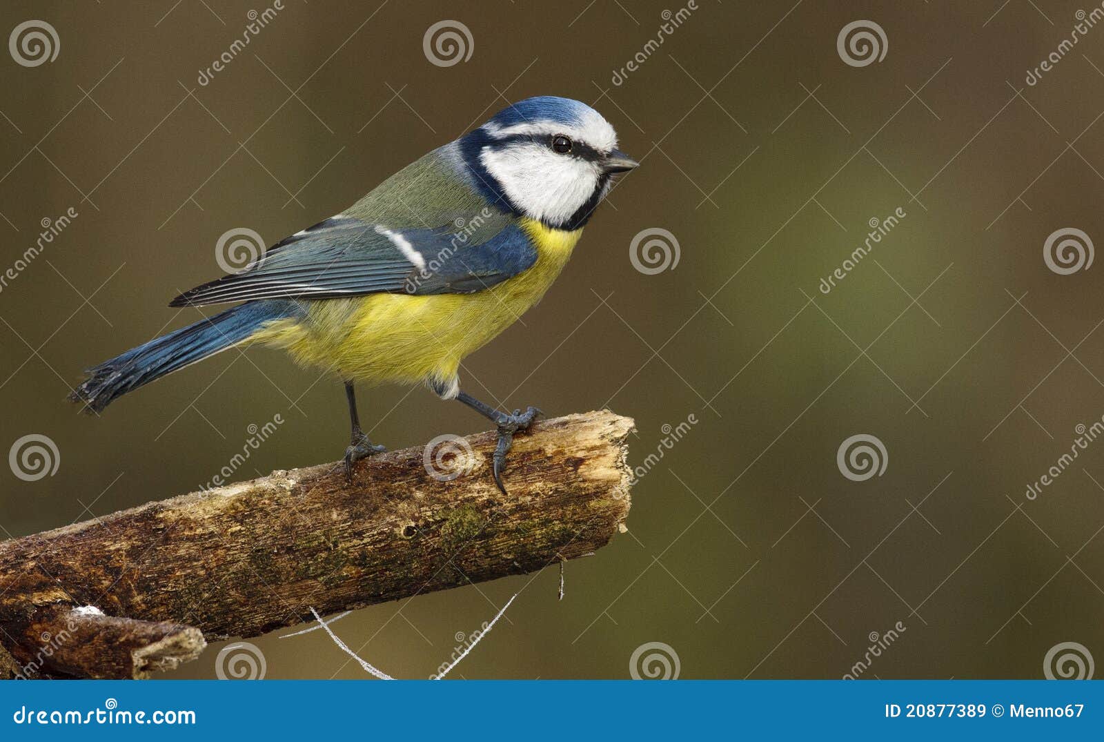 Blue Tit, Cyanistes Caeruleus. Stock Image - Image of fowl ...
