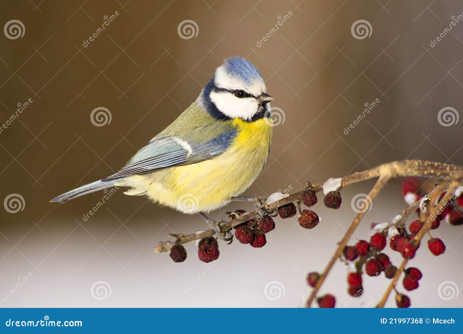 Blue Tit (Cyanistes Caeruleus) Stock Photo - Image of colorfull ...