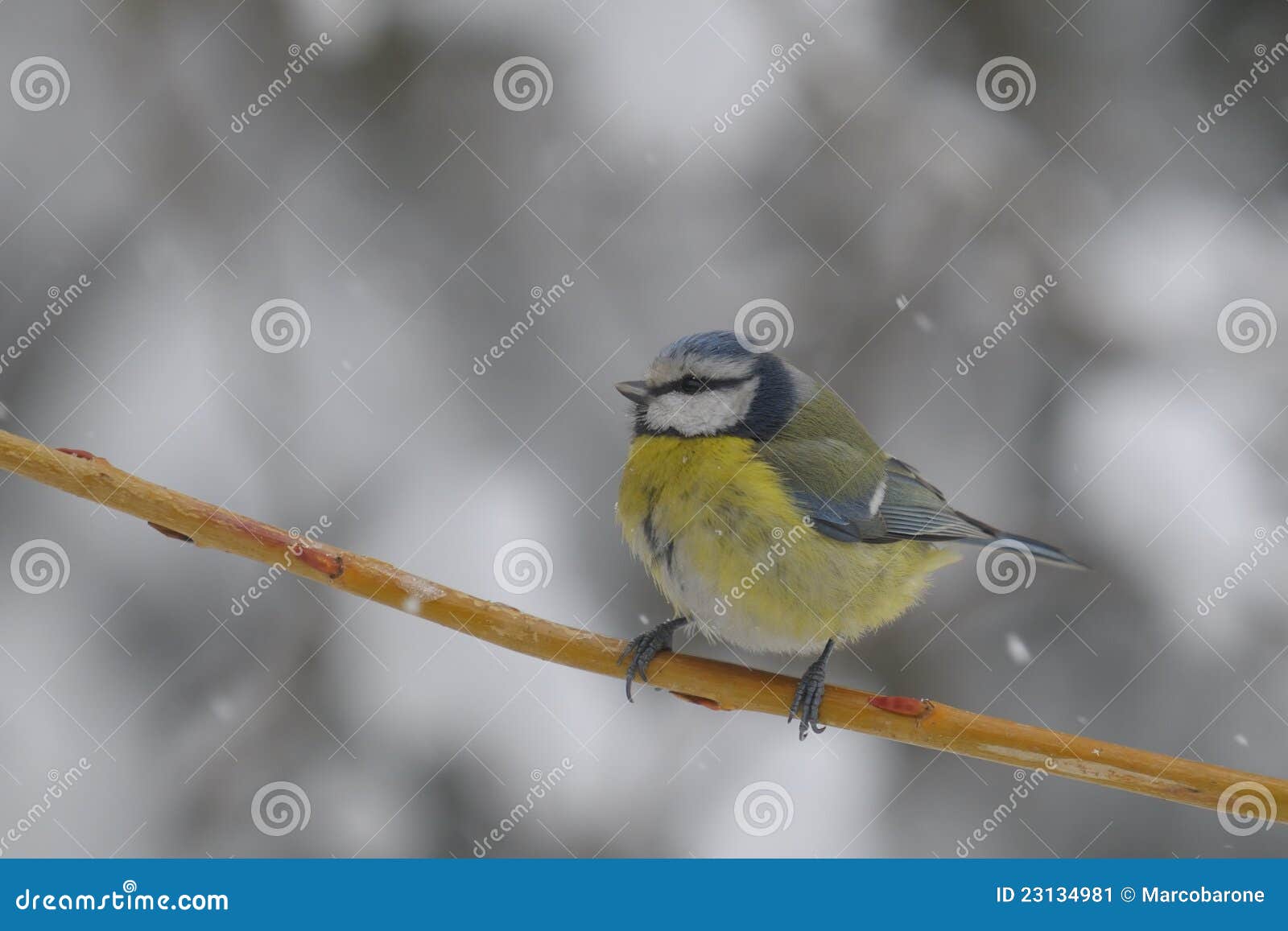 Blue Tit, Cyanistes Caeruleus Stock Image - Image of parus, winged ...