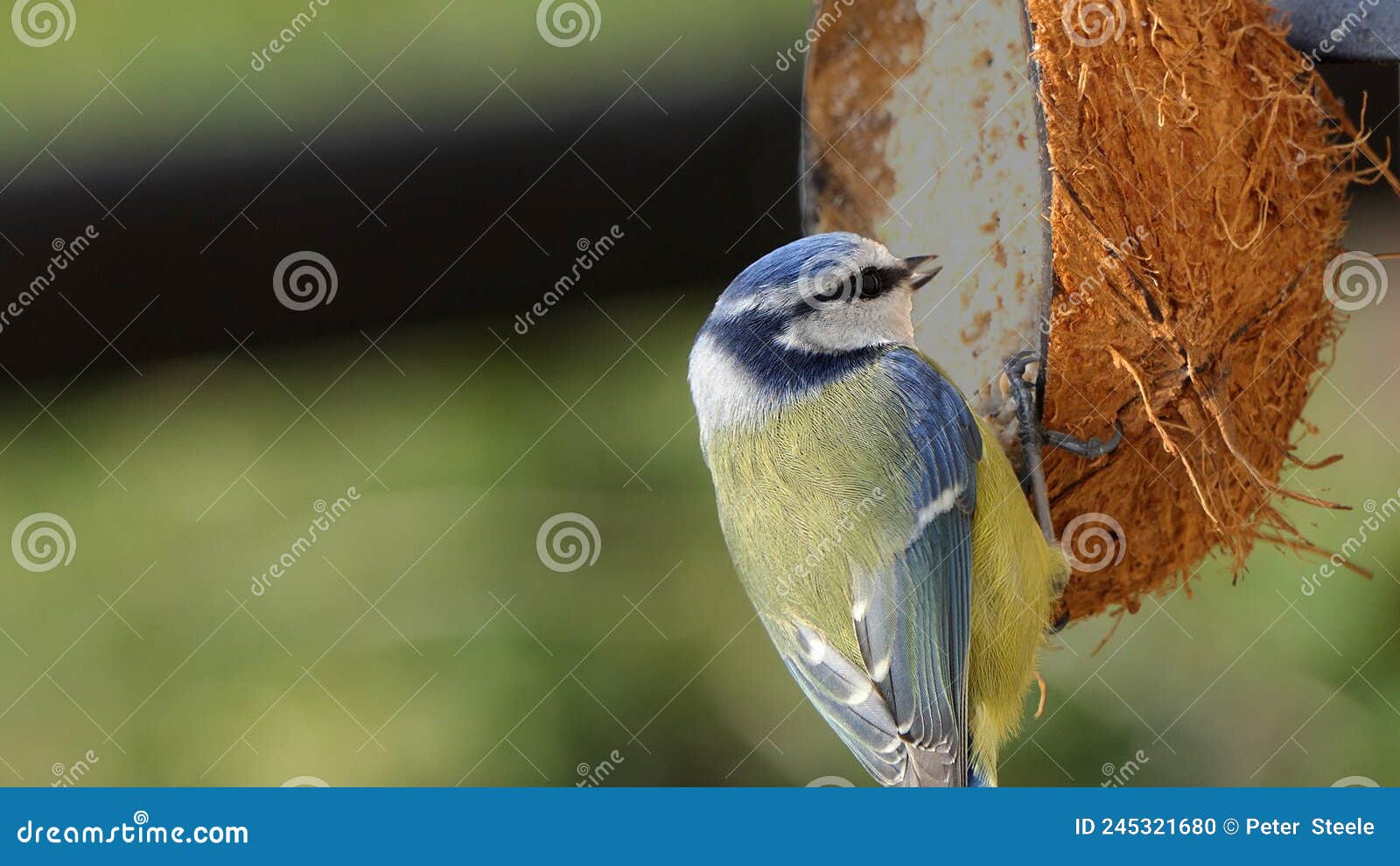 Blue Tit Eating from a Coconut Suet Shell at Bird Table Stock Photo ...