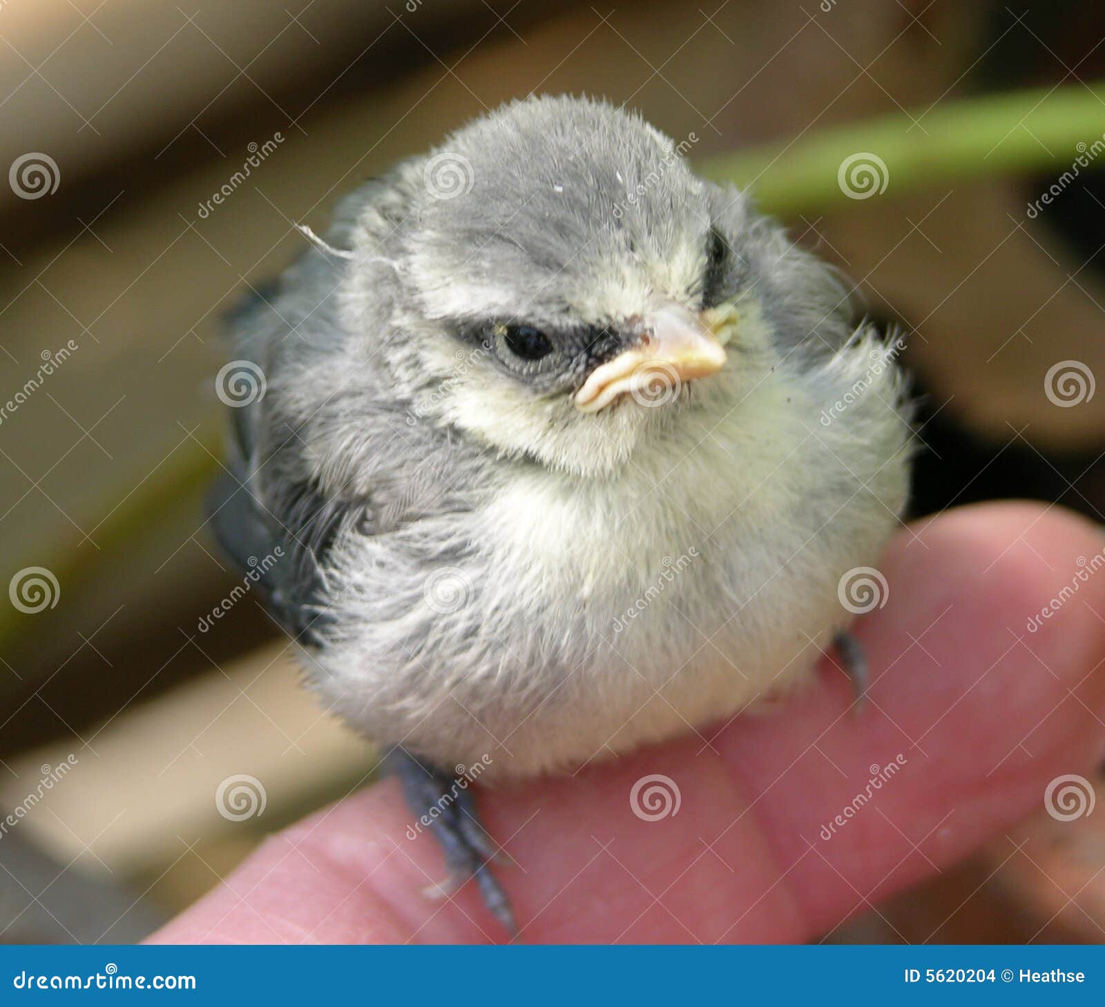 Blue tit fledgling chick stock photo. Image of finger - 5620204