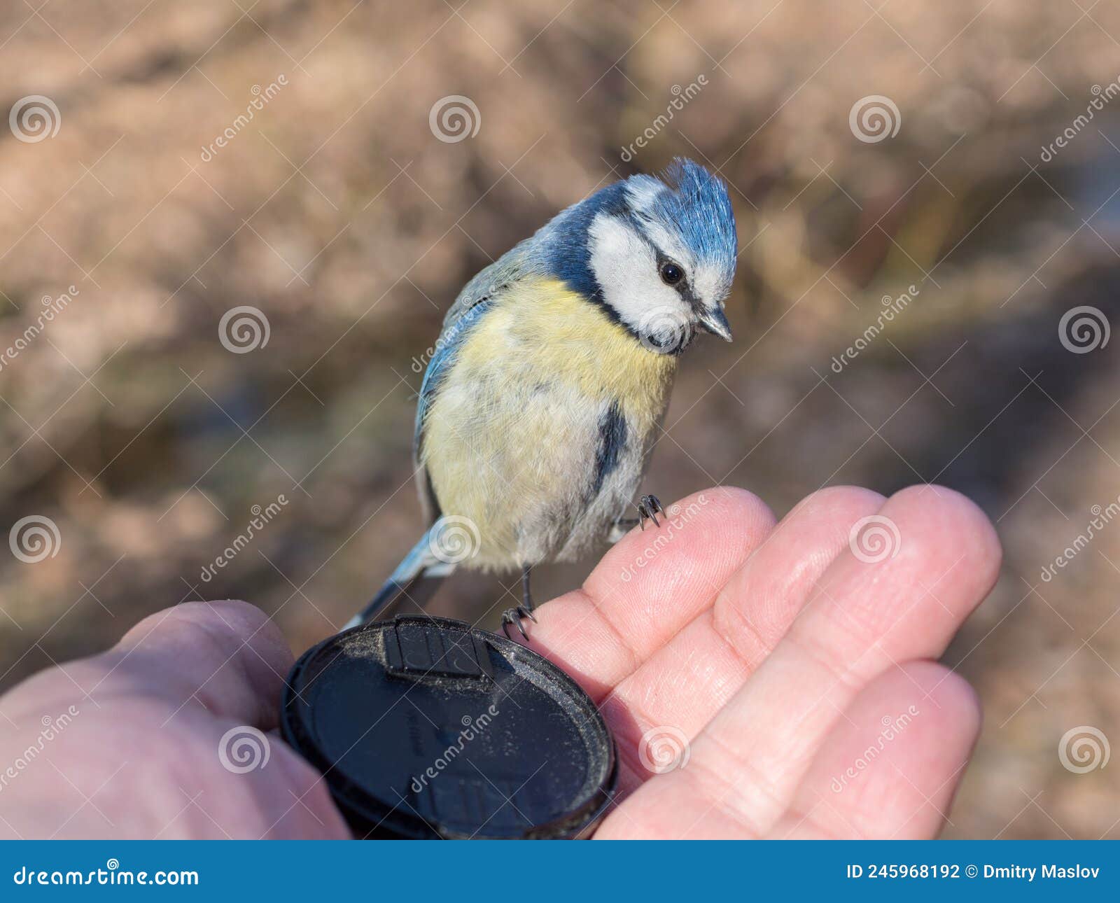 Blue tit on a human palm stock photo. Image of beautiful - 245968192