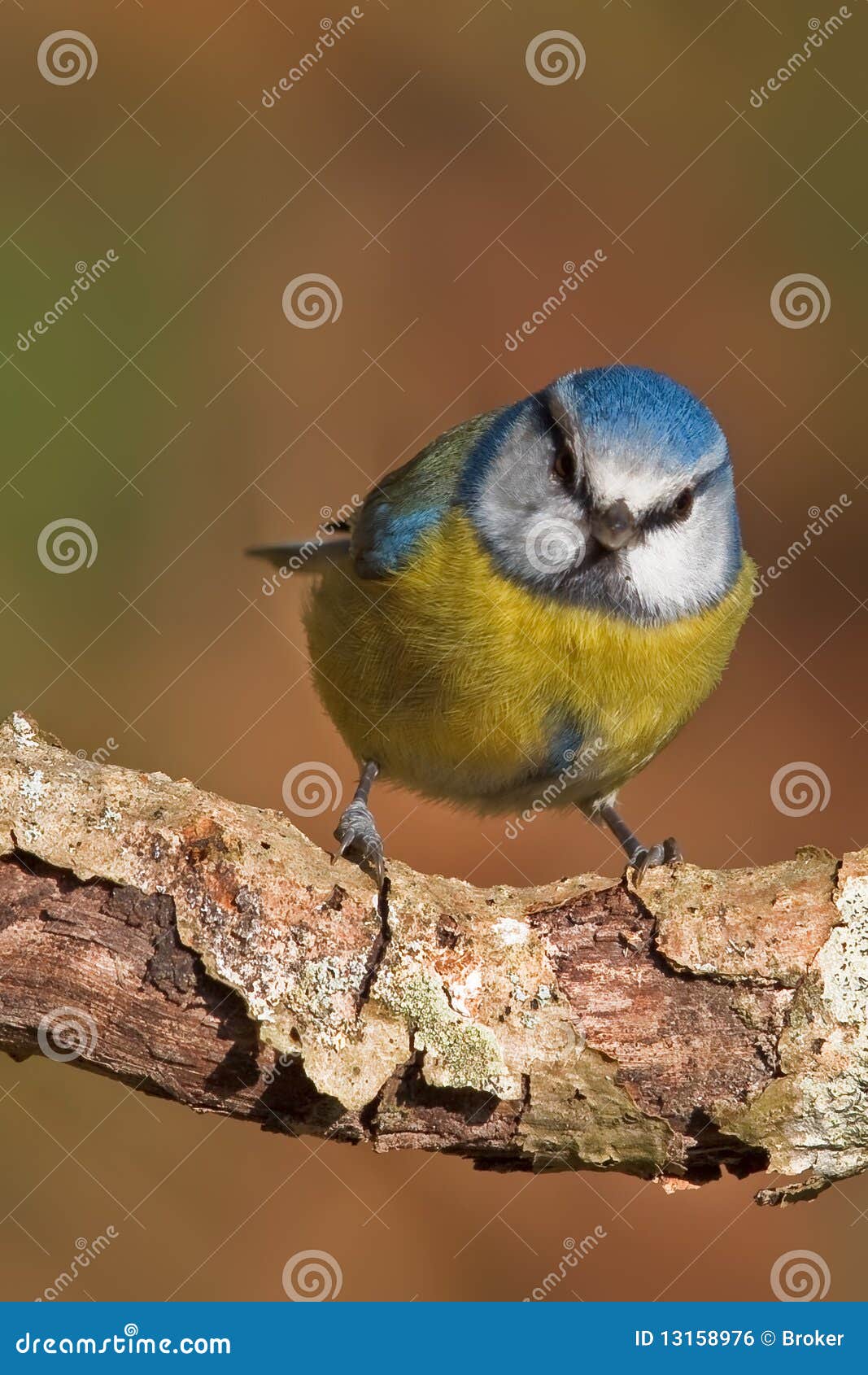 Blue tit, Parus caeruleus stock photo. Image of little - 13158976